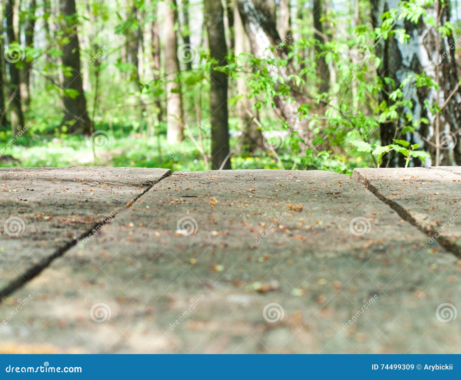 Boards on the Forest Background Stock Image - Image of foliage, park ...