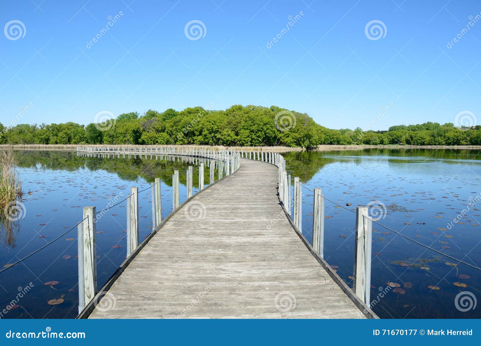Boardwalk Across a Pond stock image. Image of summertime - 71670177