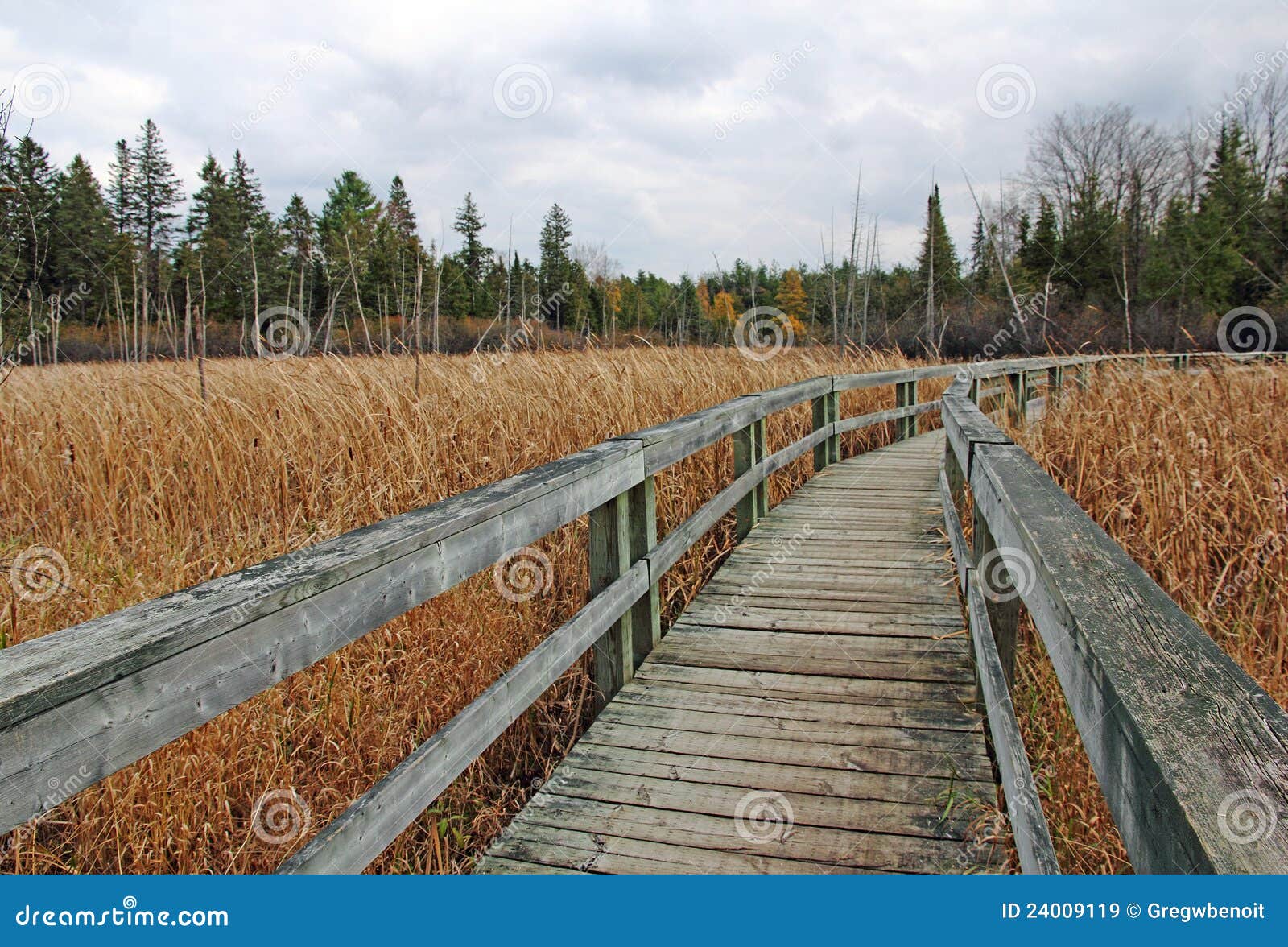Boardwalk in Bulrushed Filled Marsh Stock Image - Image of fall, scenic ...