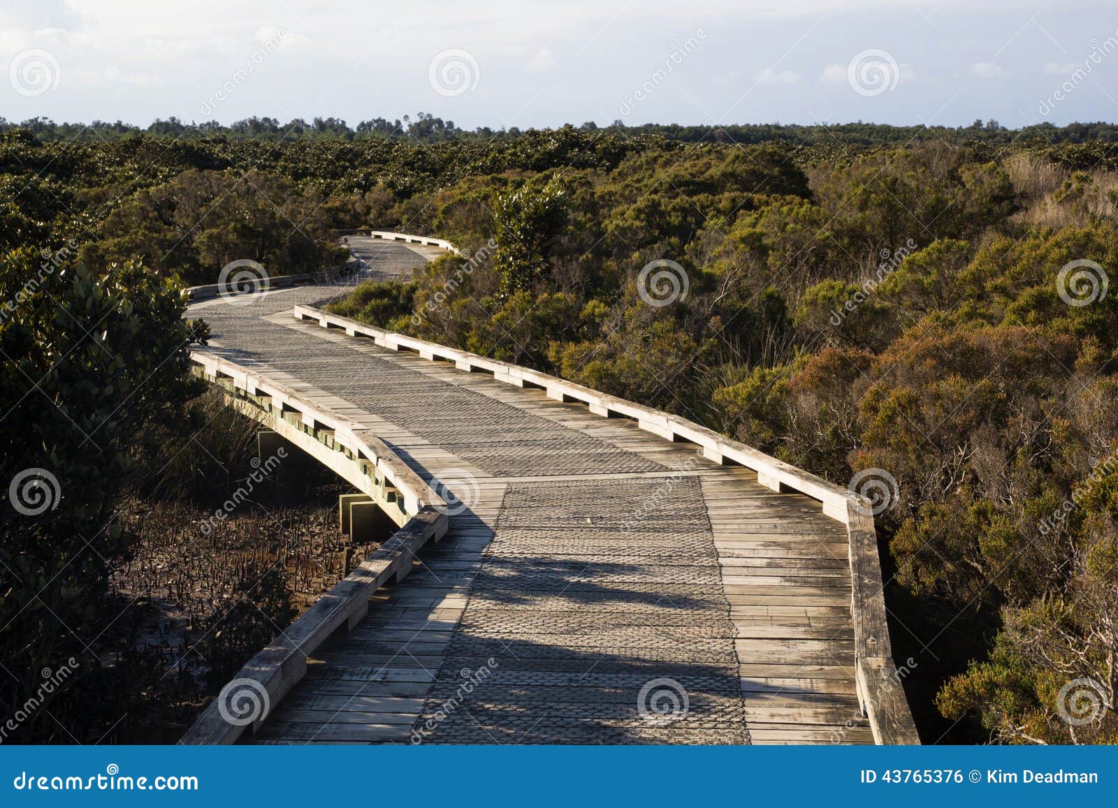Boardwalk for conservation stock photo. Image of conservation - 43765376