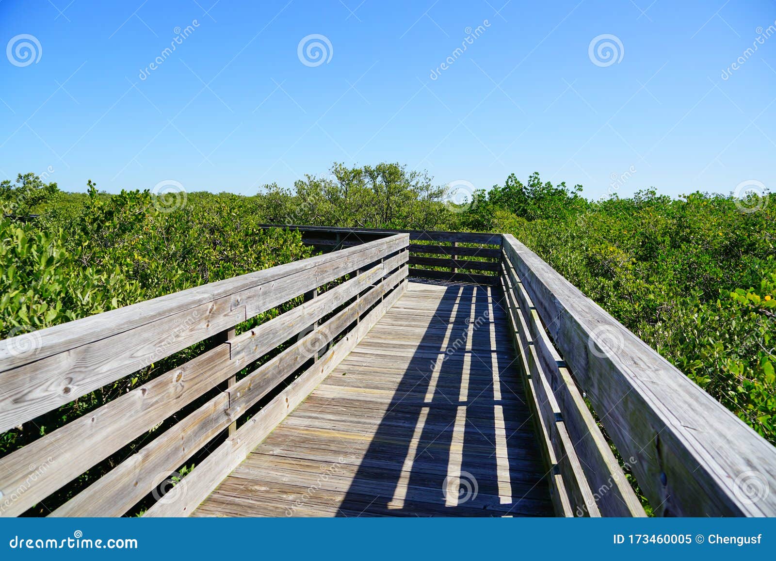 Boardwalk Crossing the Swamp Stock Image - Image of largest, lake ...