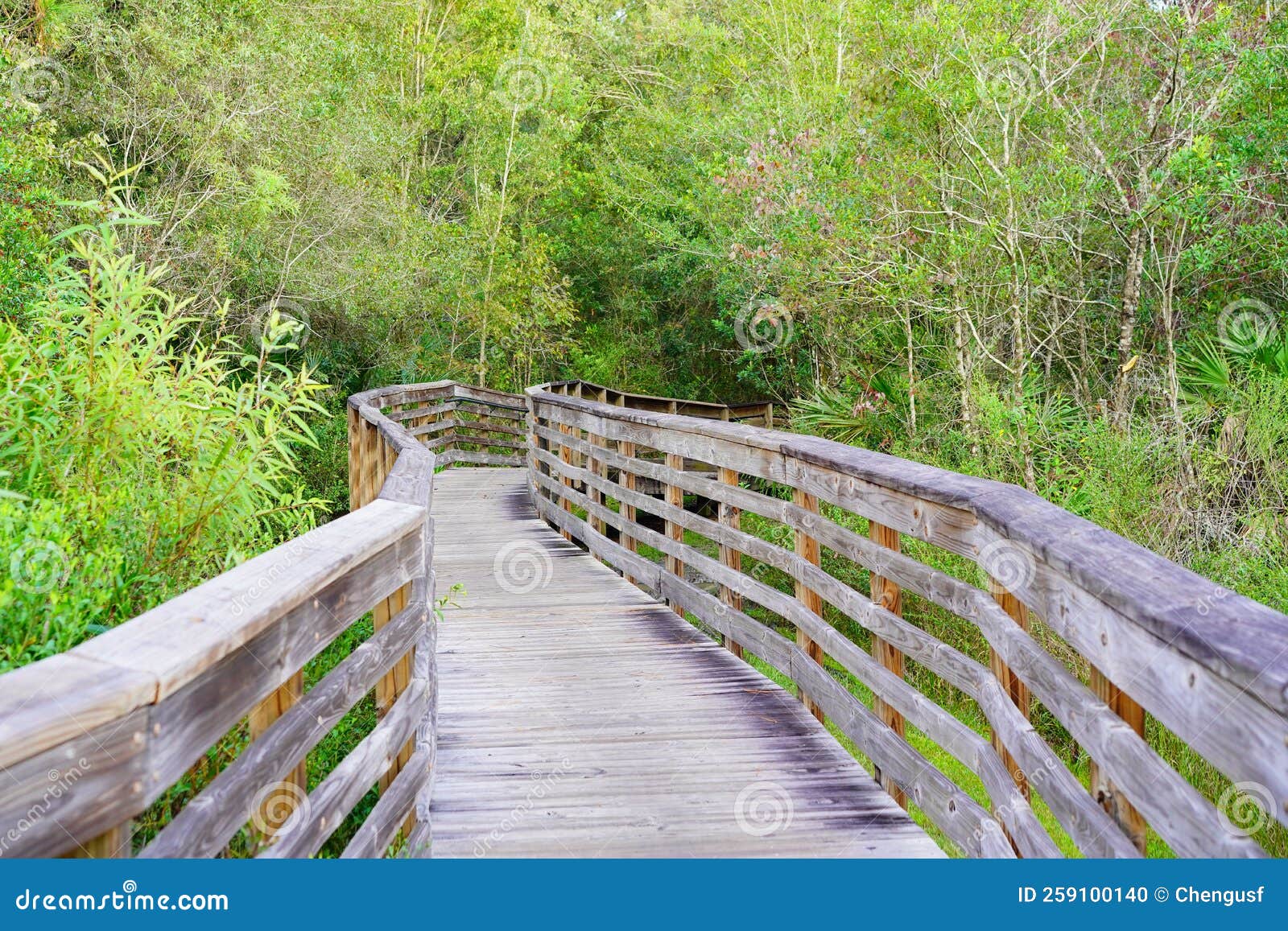 Boardwalk Crossing the Swamp Stock Photo - Image of forest, foot: 259100140
