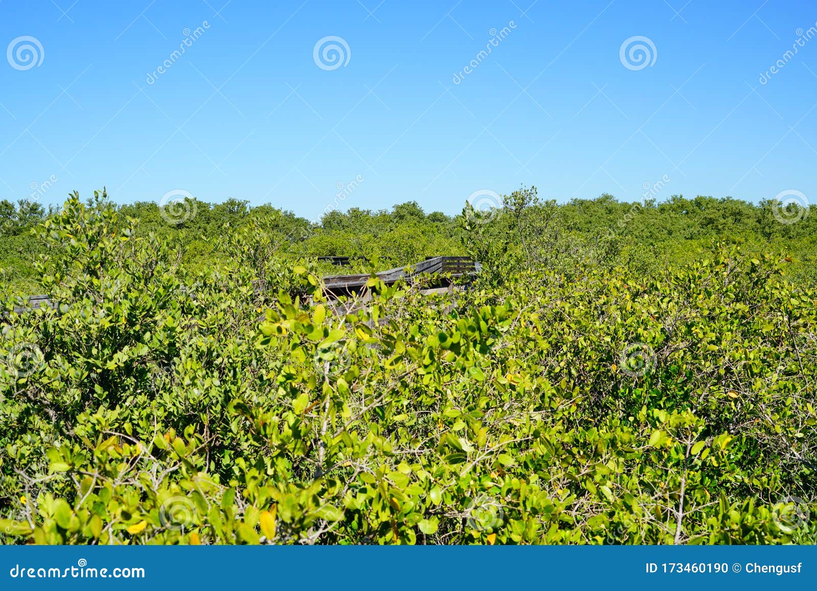 Boardwalk Crossing the Swamp Stock Photo - Image of largest, nature ...