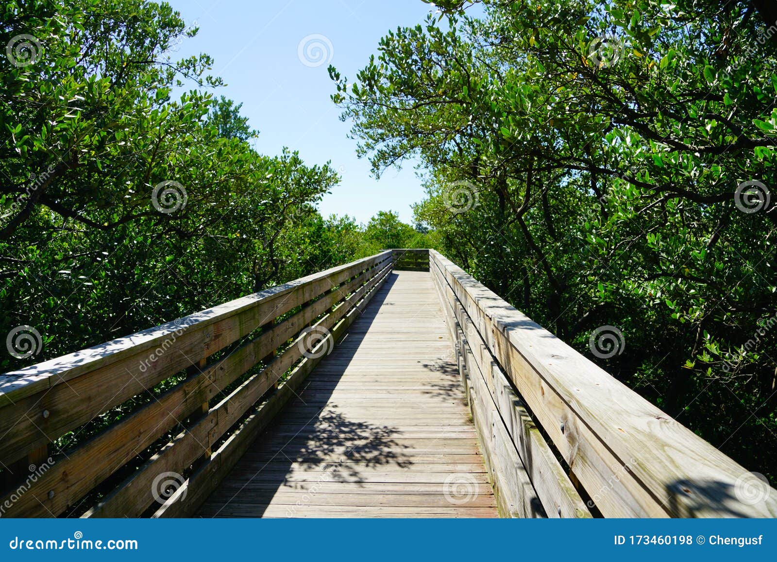 Boardwalk Crossing the Swamp Stock Photo - Image of florida, green ...