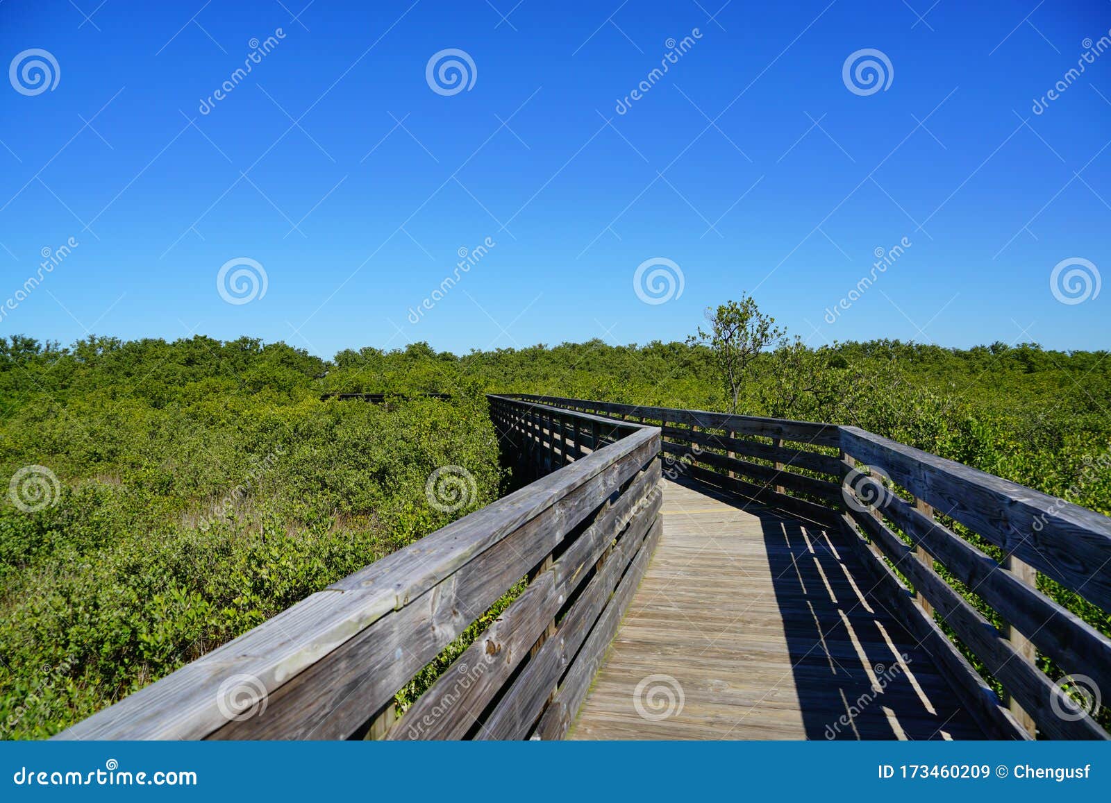 Boardwalk Crossing the Swamp Stock Image - Image of lake, leaf: 173460209