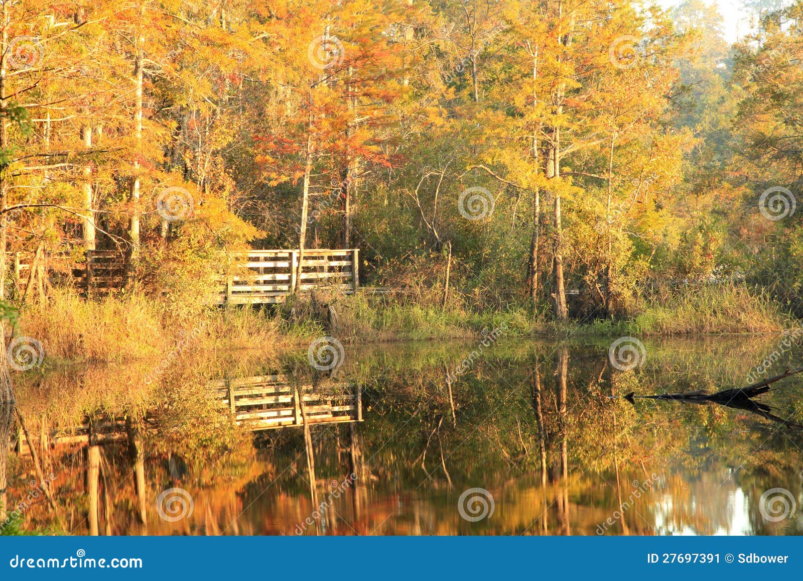 Boardwalk through the Fall Cypress Swamp Stock Image - Image of park ...