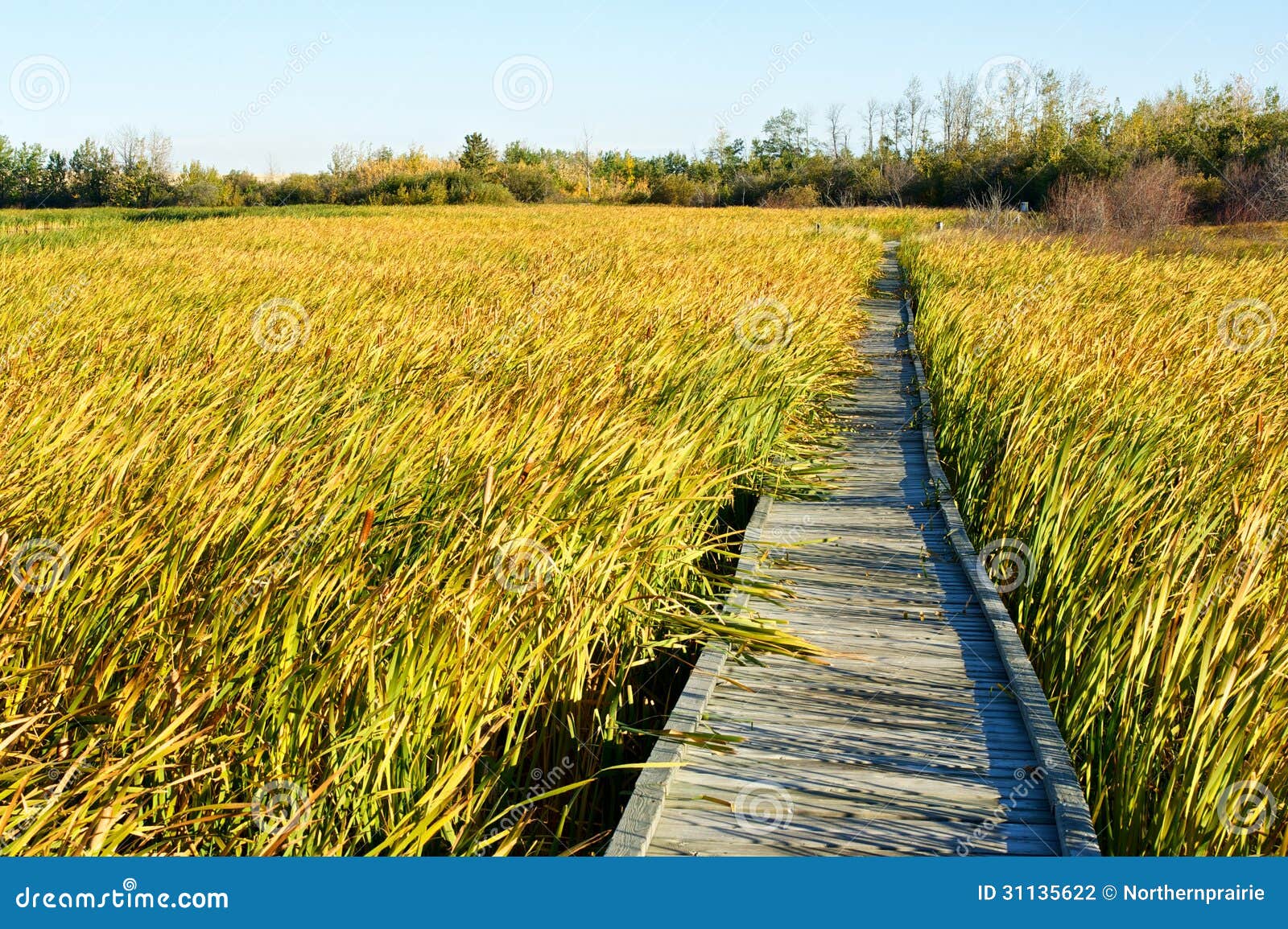 Boardwalk through Fall Marsh Stock Photo - Image of empty, boardwalk ...
