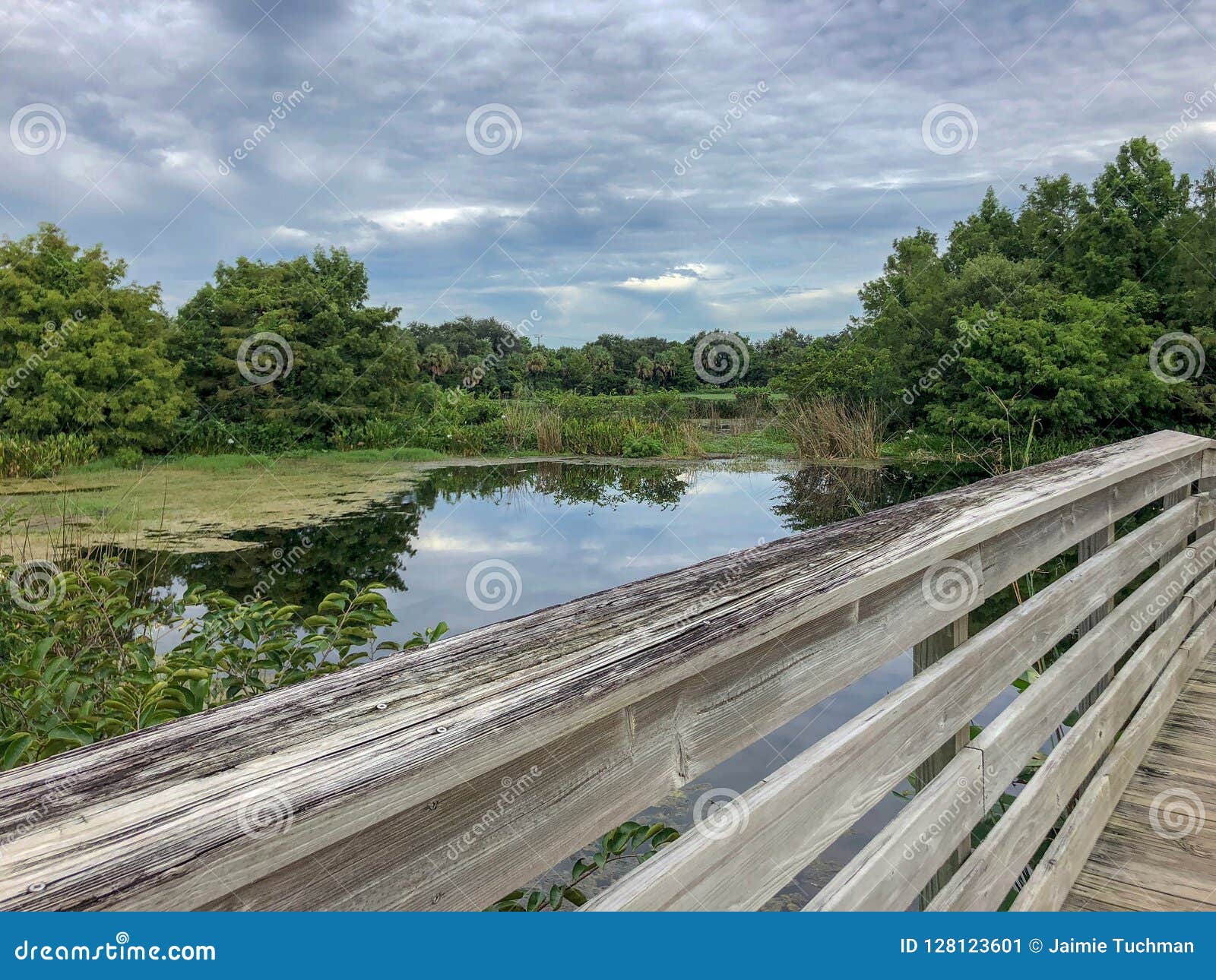 Boardwalk in a Florida Swamp Stock Image - Image of america, lilly ...