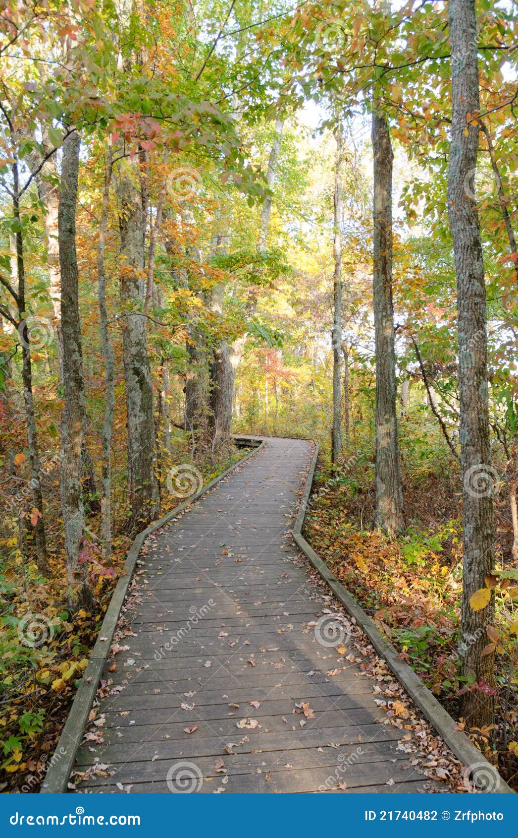 Boardwalk through the Forest Stock Photo - Image of county, edmonson ...