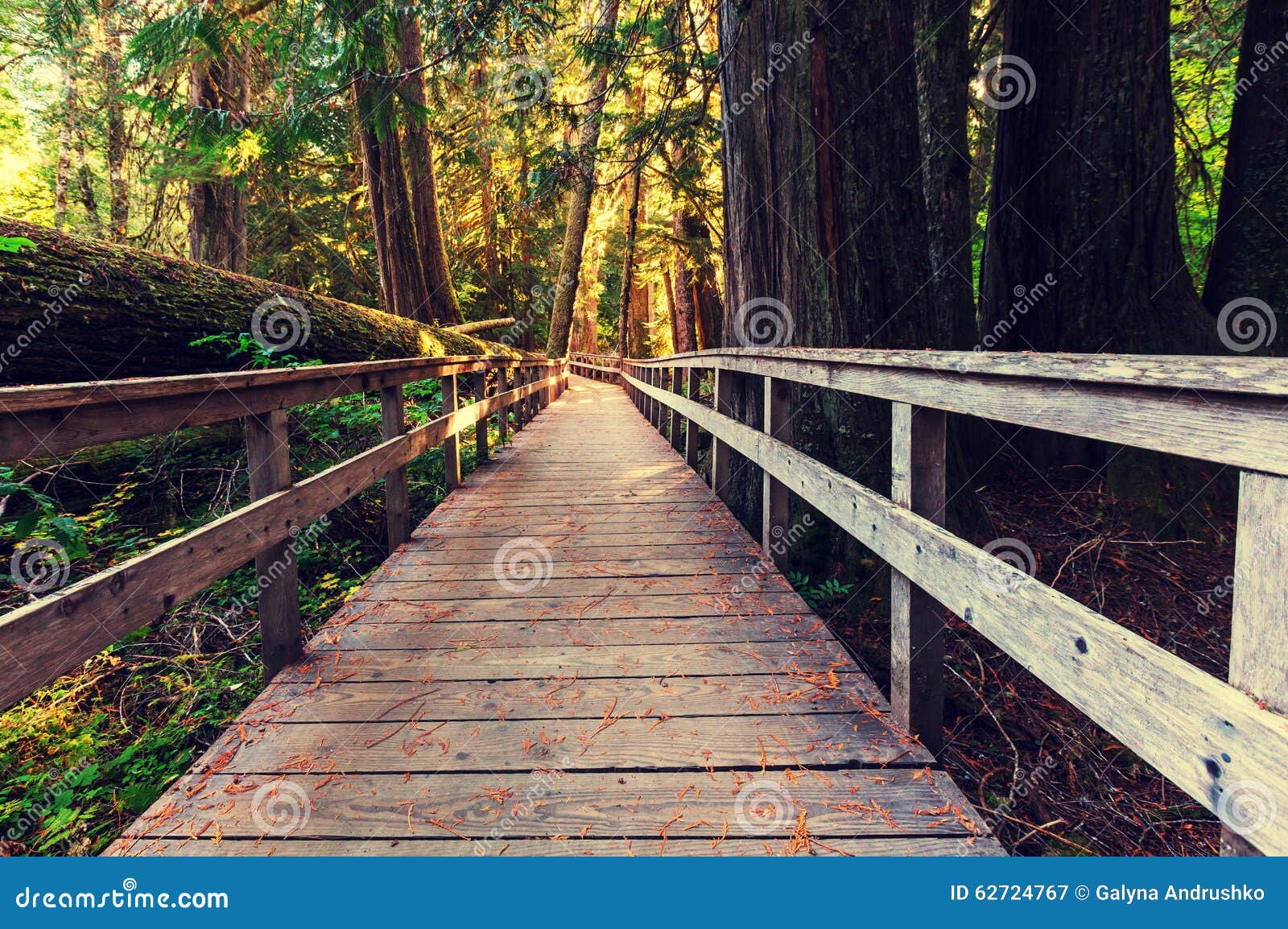 Boardwalk in forest stock image. Image of hiking, footpath - 62724767
