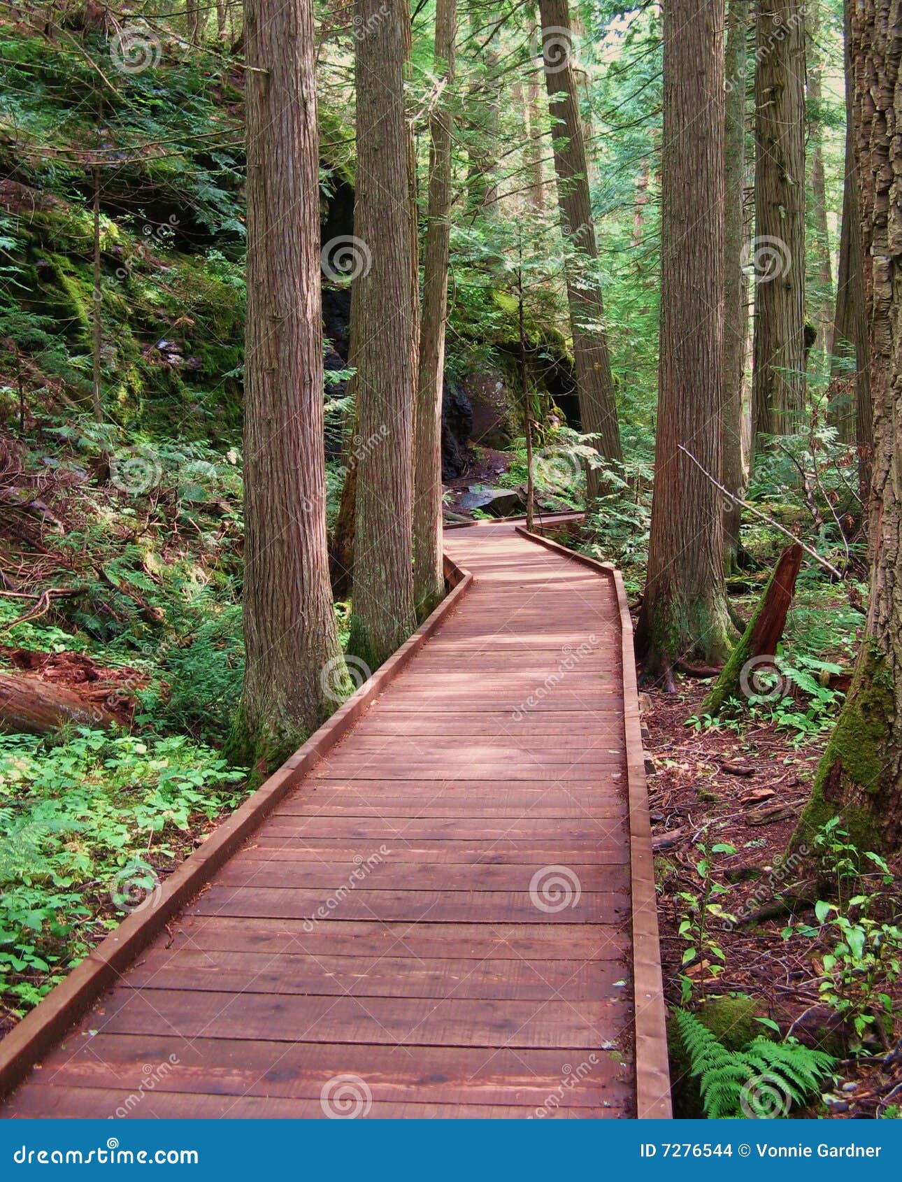 Boardwalk in forest stock photo. Image of cedars, sunfiltered - 7276544
