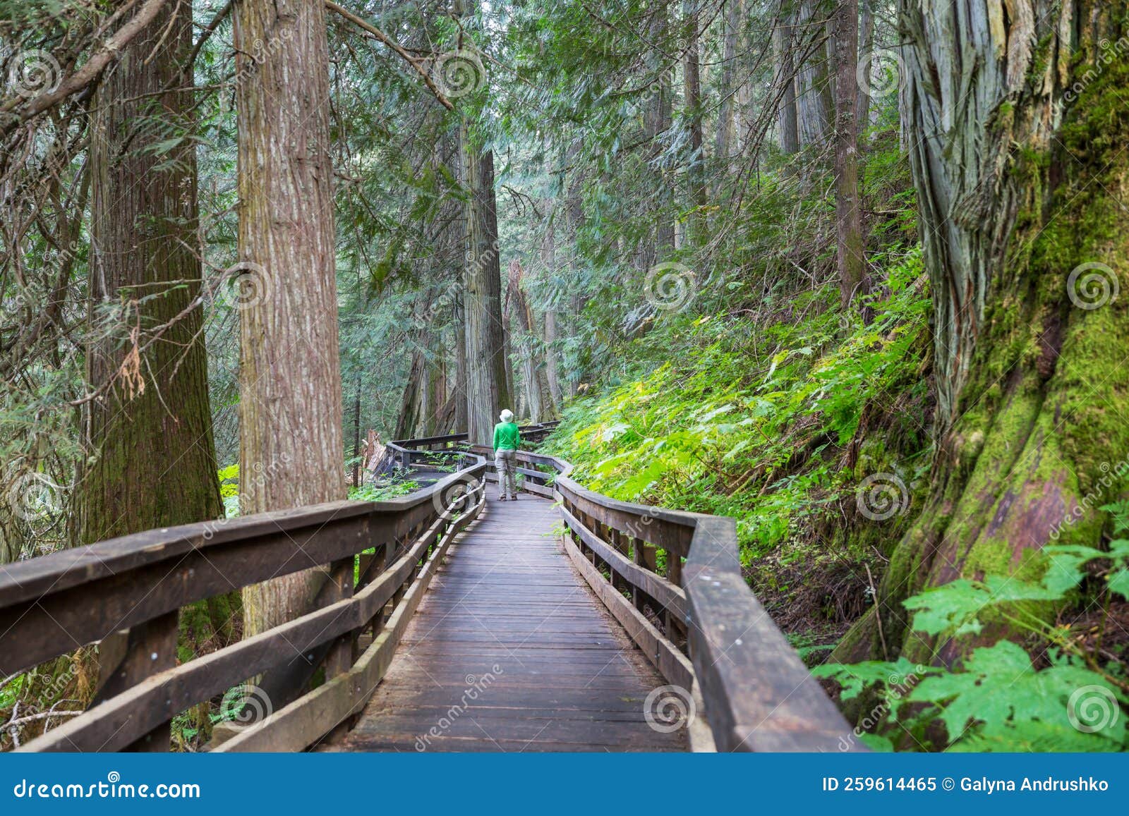 Boardwalk in the forest stock image. Image of perspective - 259614465