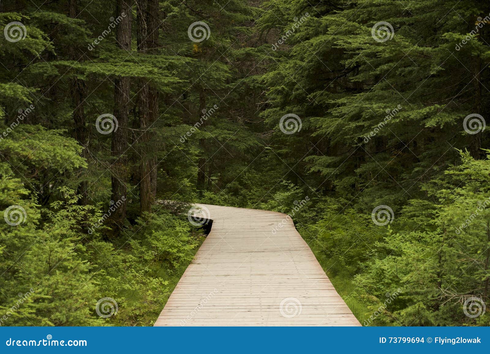Boardwalk in Forest Turns To the Left. Stock Photo - Image of beauty ...