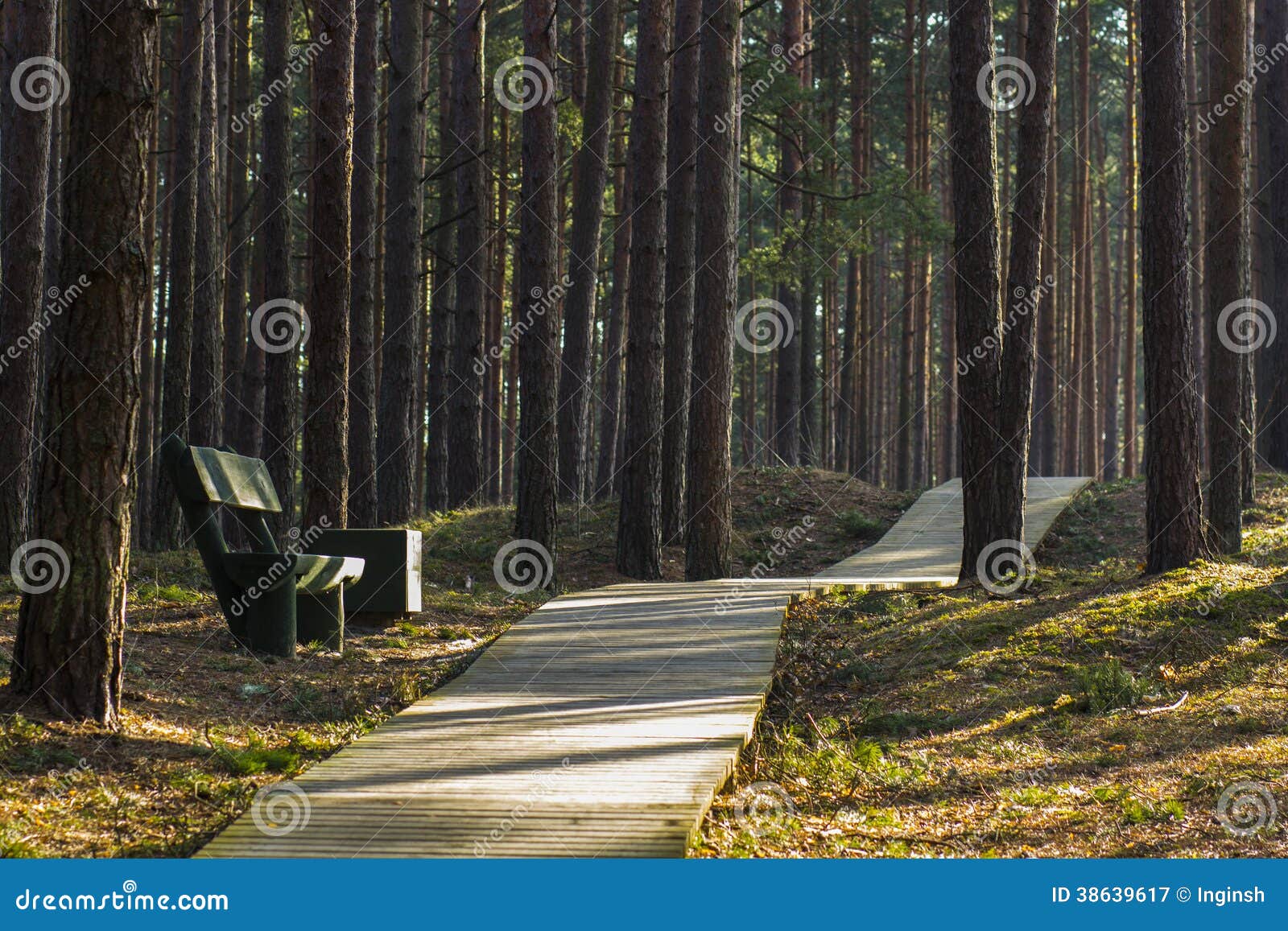 Boardwalk in forest stock image. Image of hiking, view - 38639617