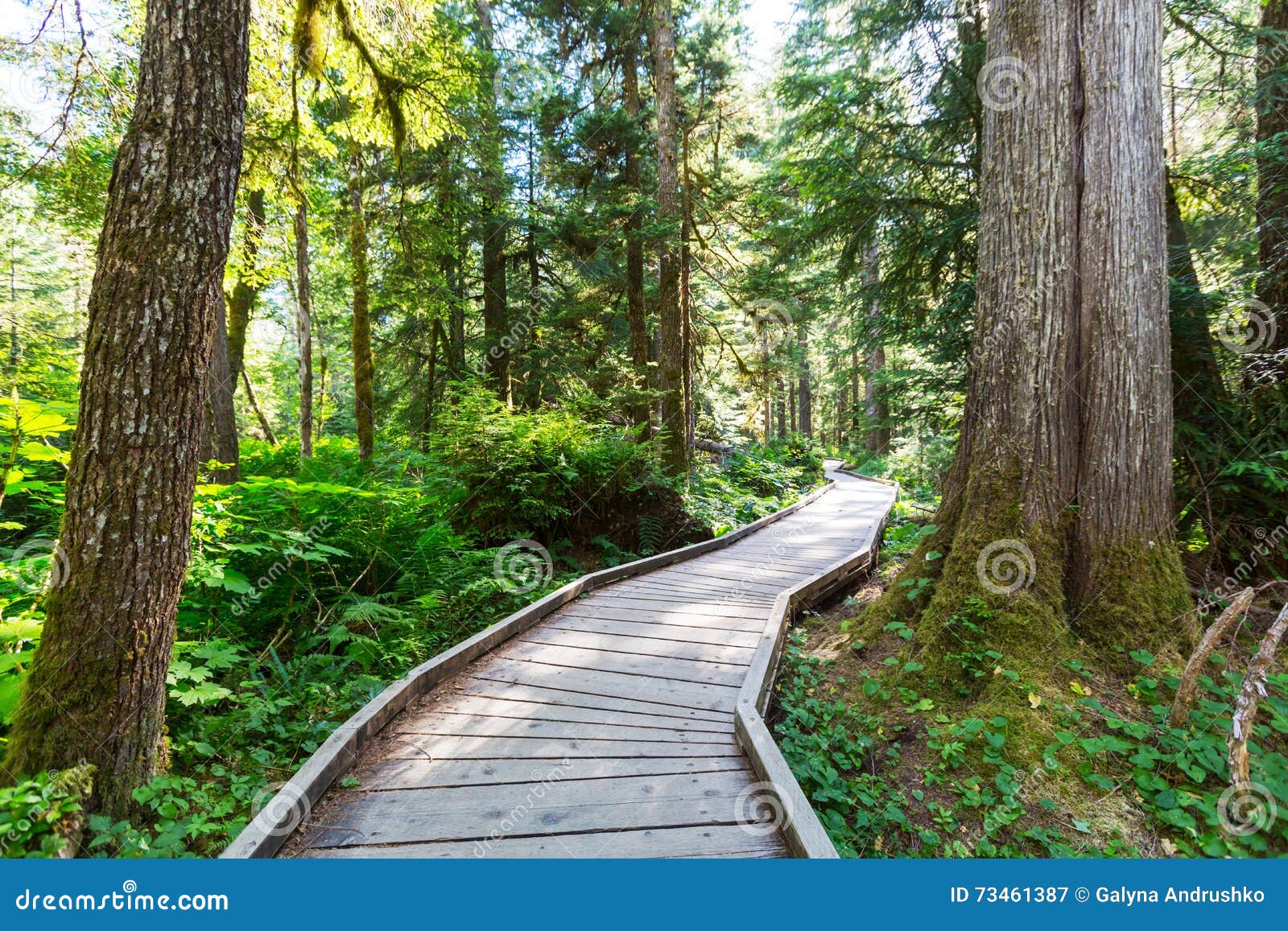 Boardwalk in the forest stock image. Image of hike, redwood - 73461387