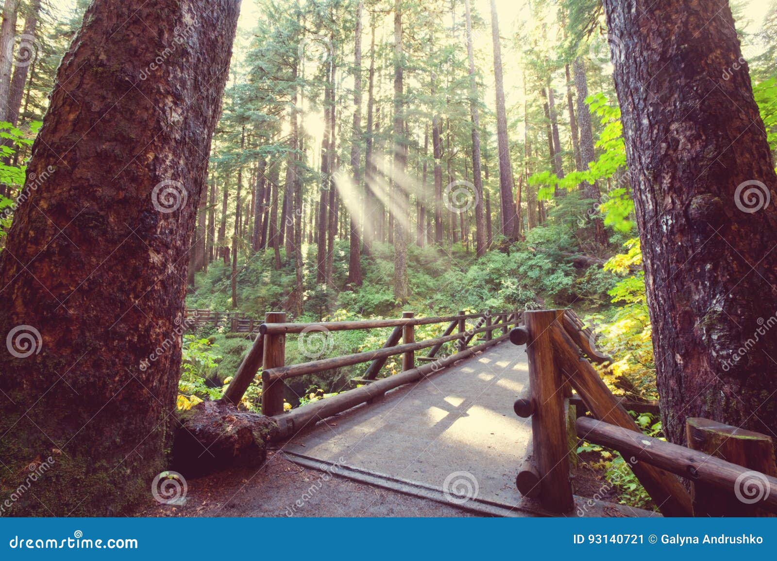 Boardwalk in the forest stock image. Image of hiking - 93140721