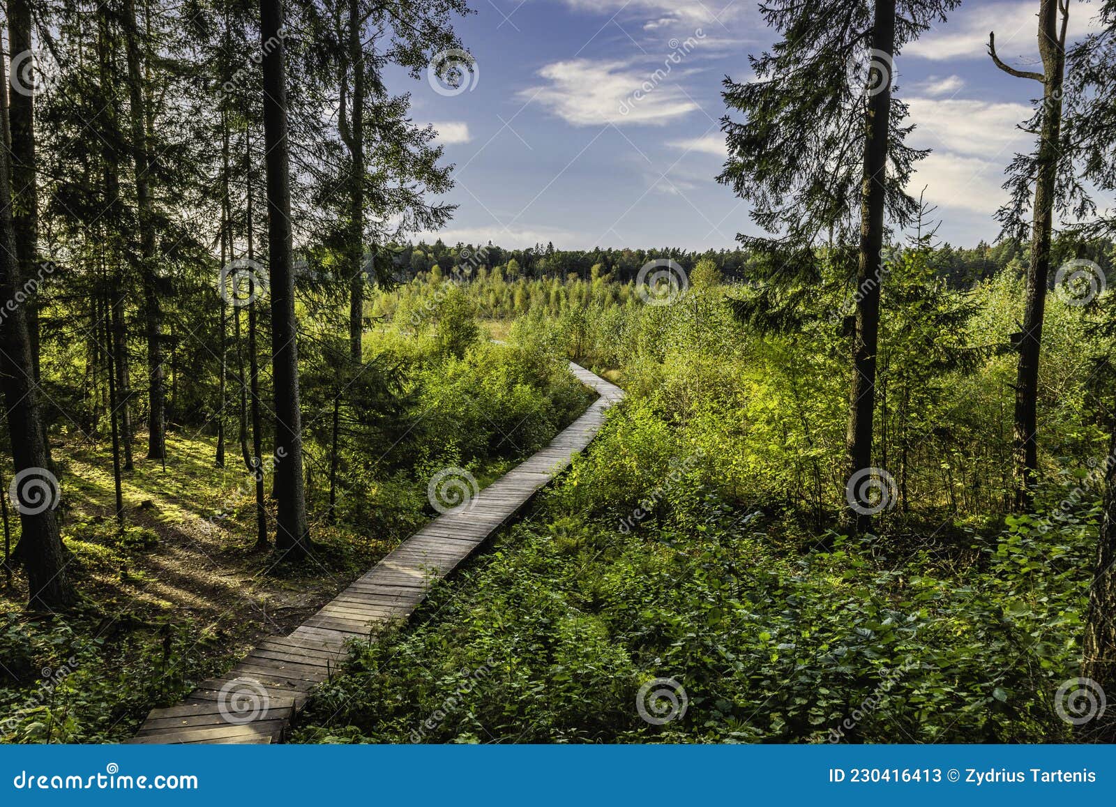 Boardwalk Hiking Trail through the Wooded Marsh Stock Image - Image of ...