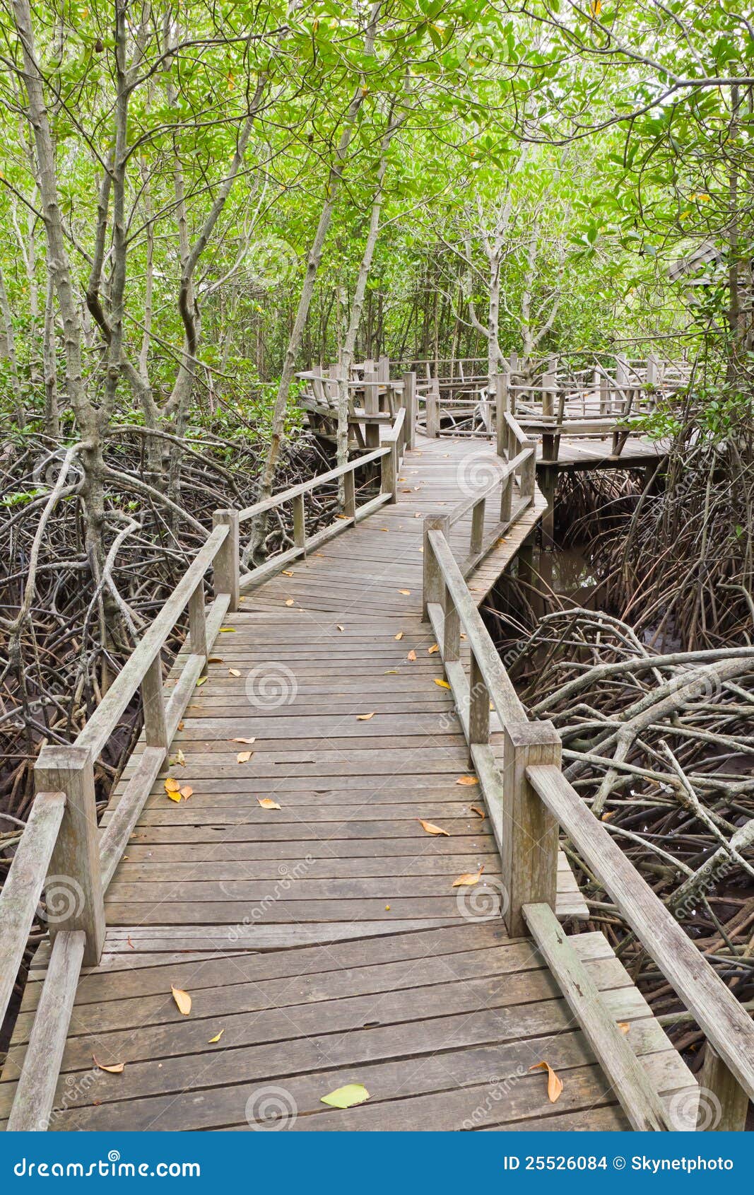 Boardwalk in Mangrove Forest Stock Photo - Image of foliage, rural ...