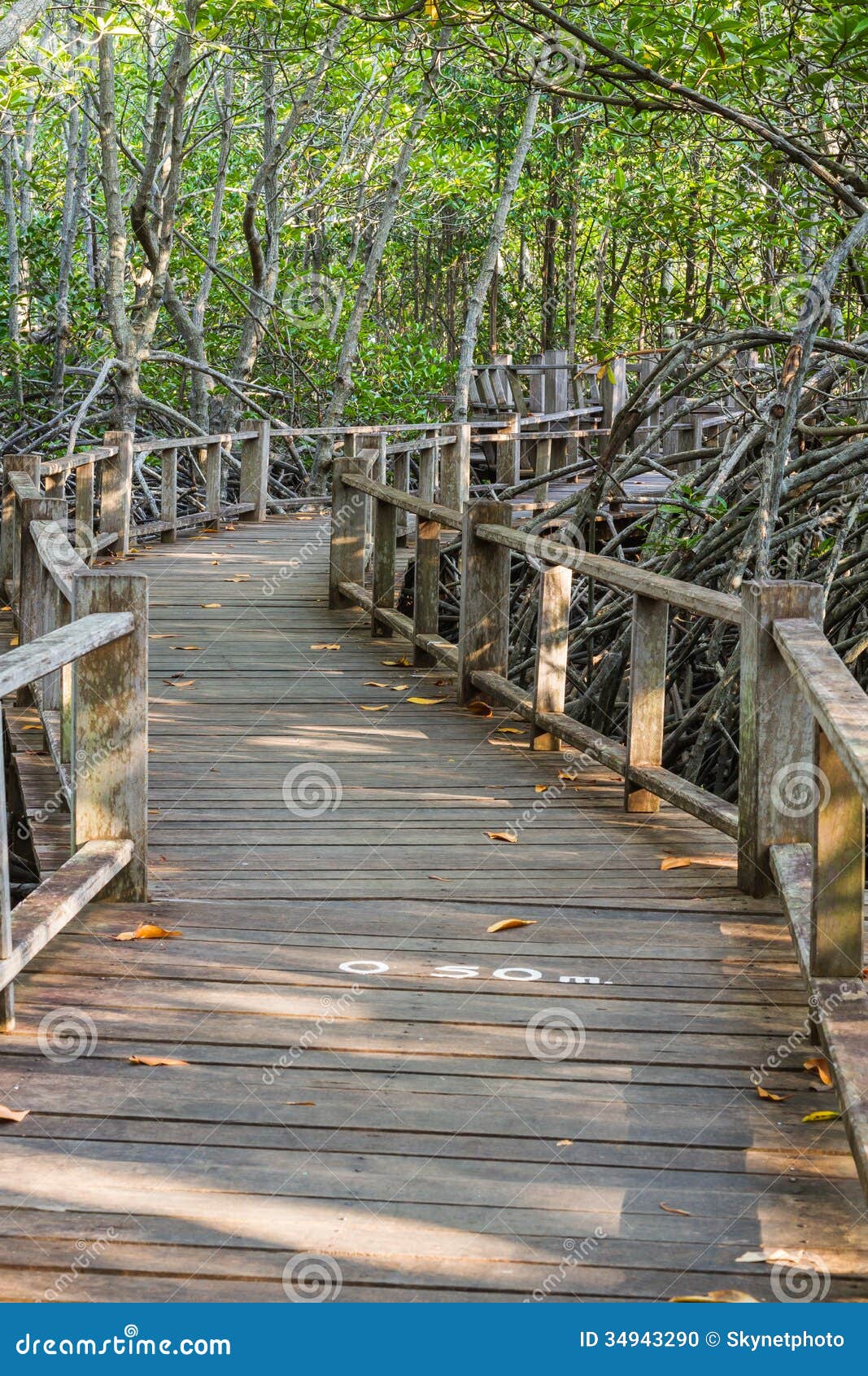 Boardwalk in Mangrove Forest Stock Photo - Image of calm, forest: 34943290