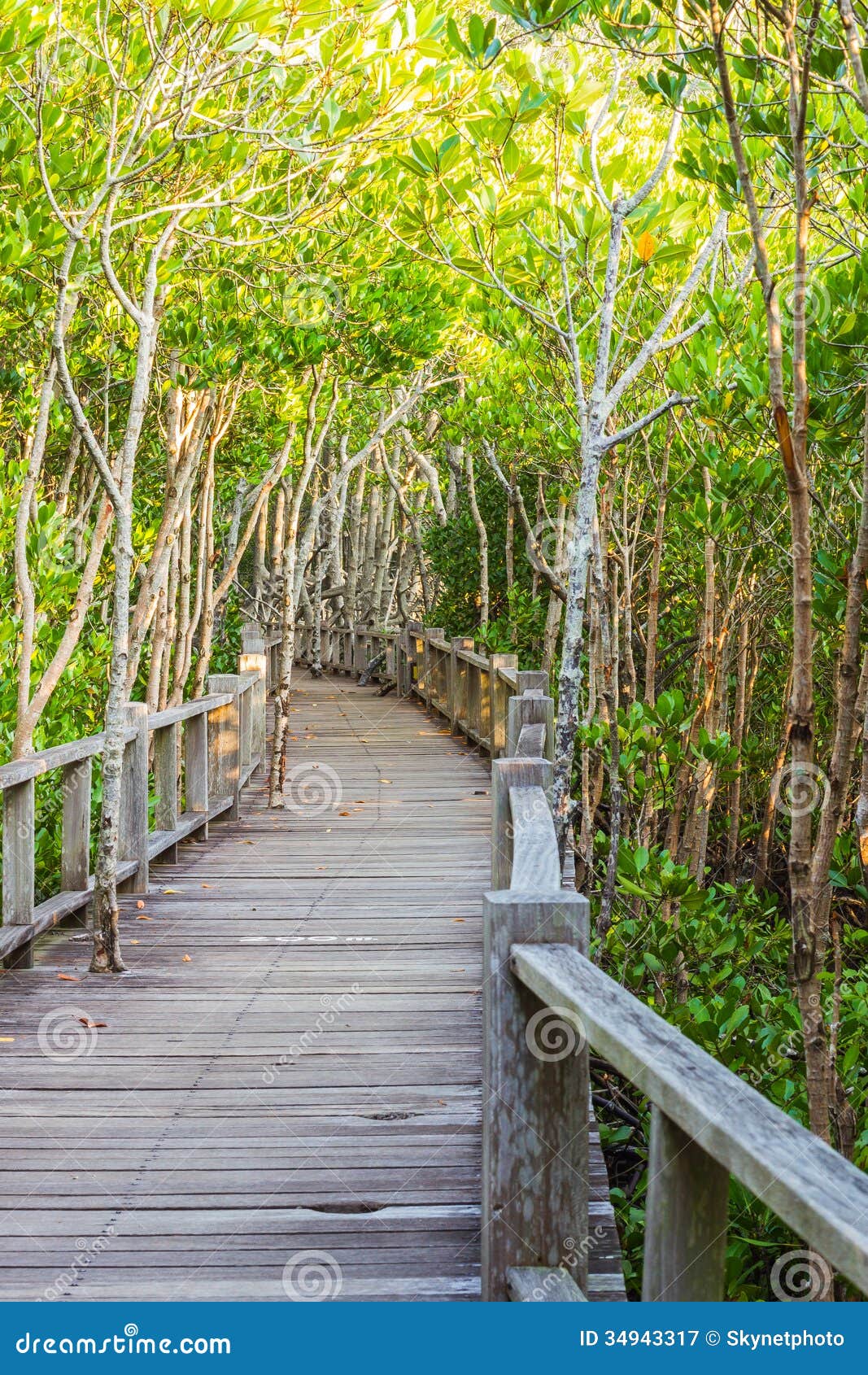 Boardwalk in Mangrove Forest Stock Image - Image of rural, boardwalk ...