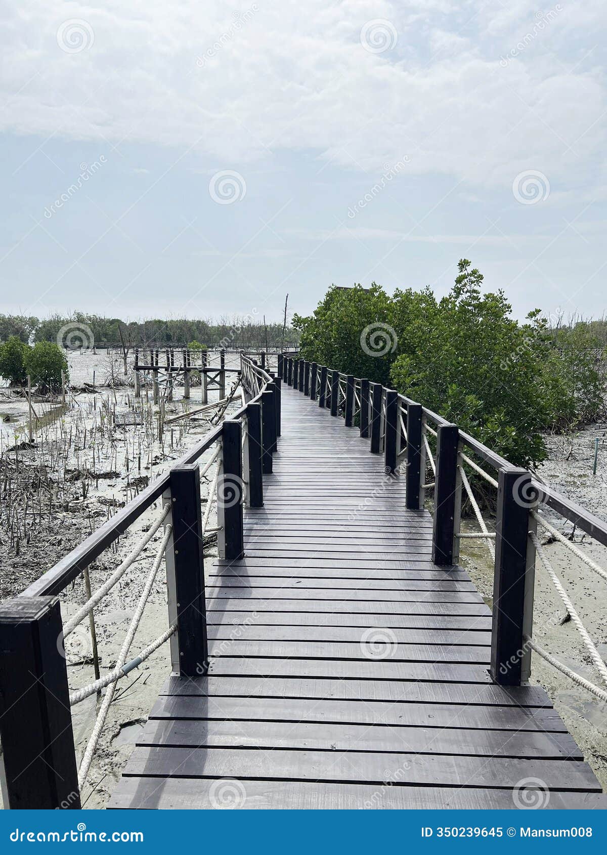 Boardwalk in Mangrove Swamp Park Stock Image - Image of pier, water ...