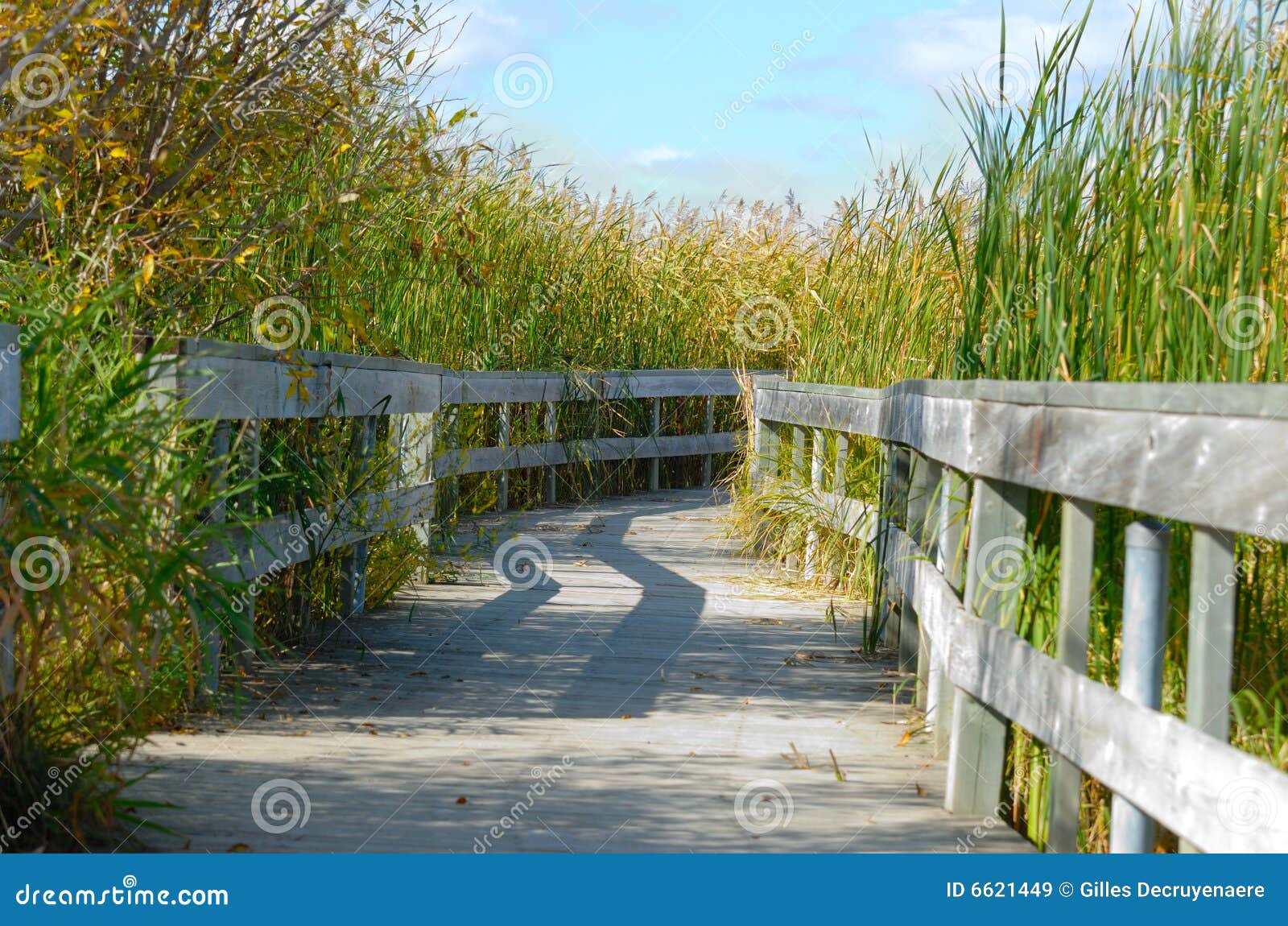 Boardwalk in the Marsh stock image. Image of wood, boardwalk - 6621449