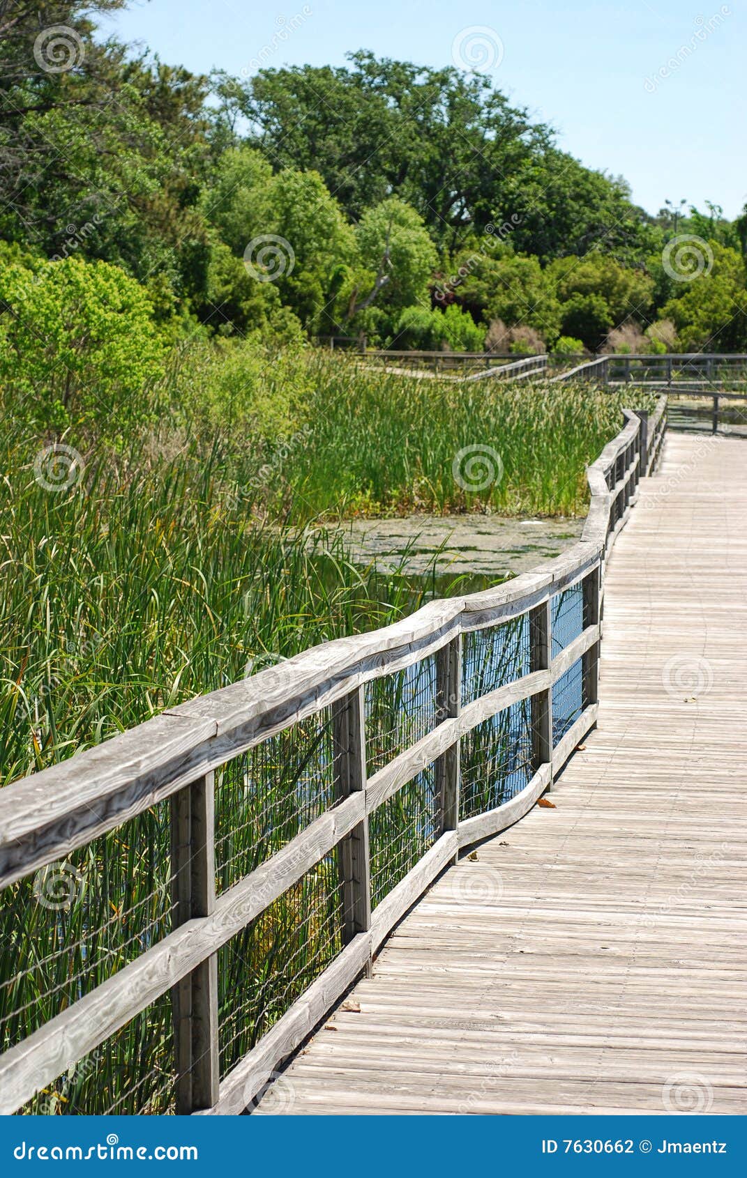 Boardwalk in marsh stock photo. Image of path, alligators - 7630662