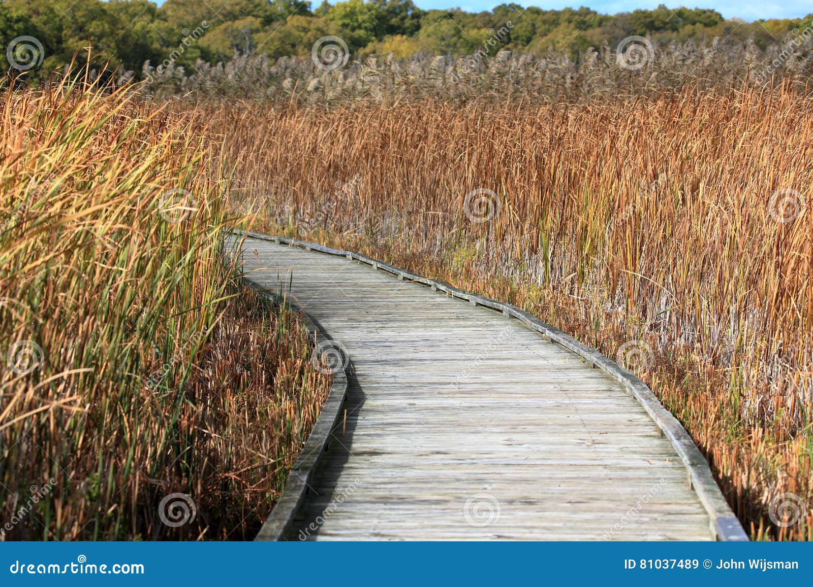 Boardwalk through a Marsh, Lined with Reeds Stock Image - Image of ...