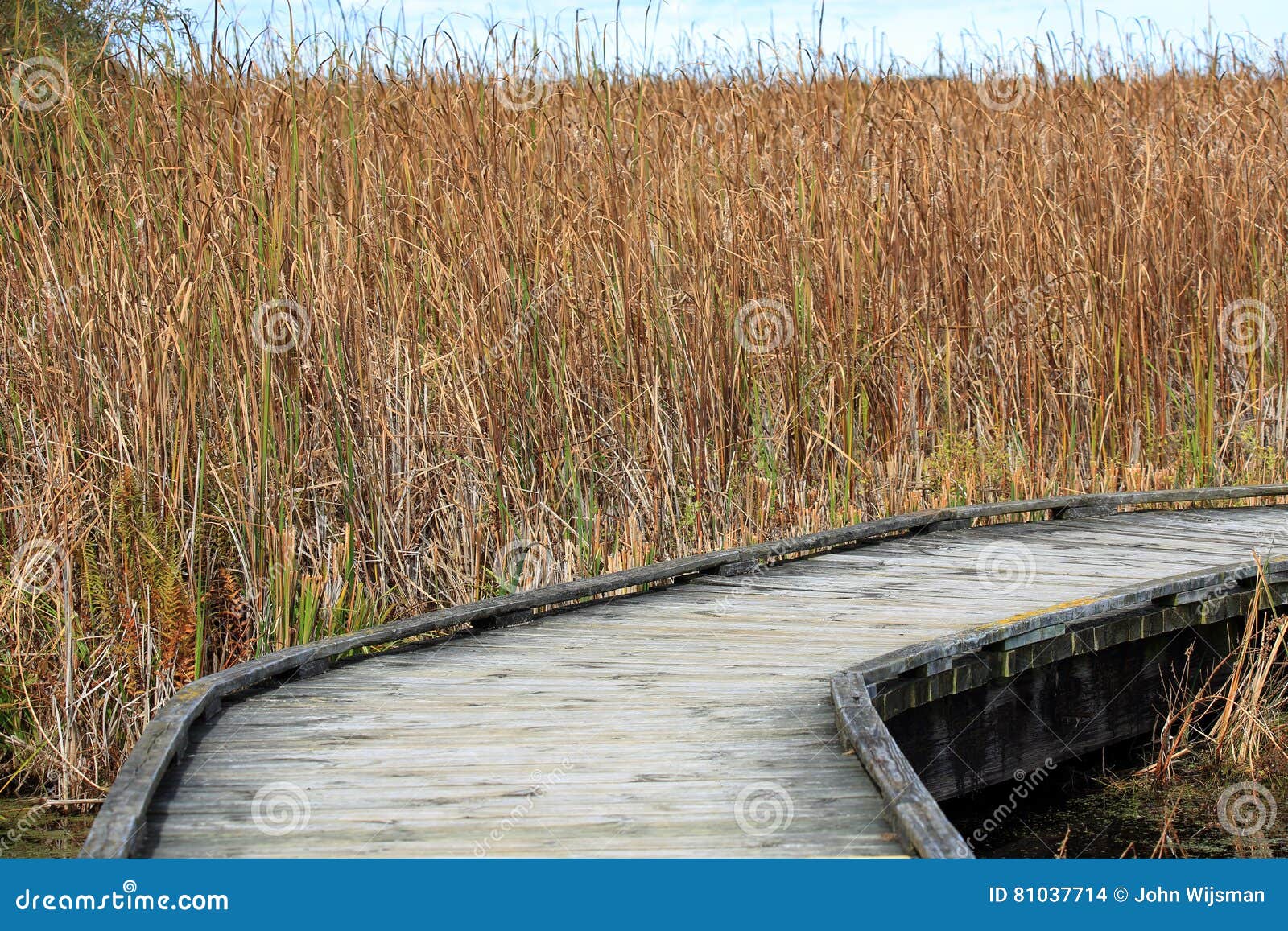 Boardwalk through a Marsh, Lined with Reeds Stock Photo - Image of ...