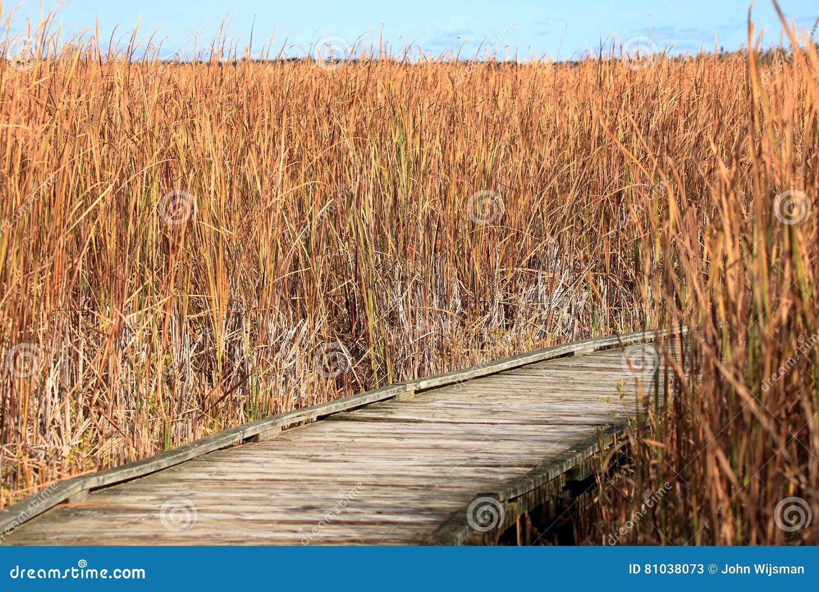 Boardwalk through a Marsh, Lined with Reeds Stock Image - Image of ...