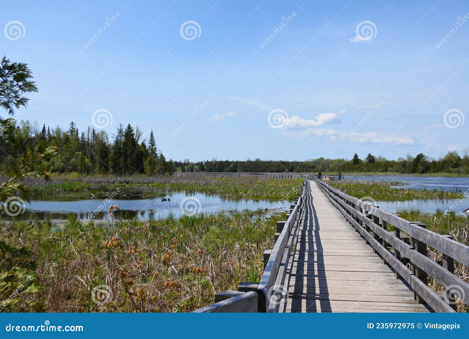 Boardwalk into the Marsh stock image. Image of nature - 235972975