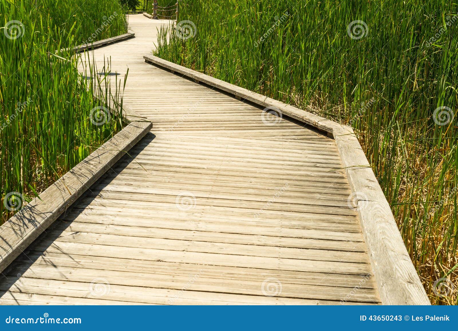 Boardwalk through marsh stock image. Image of nature - 43650243