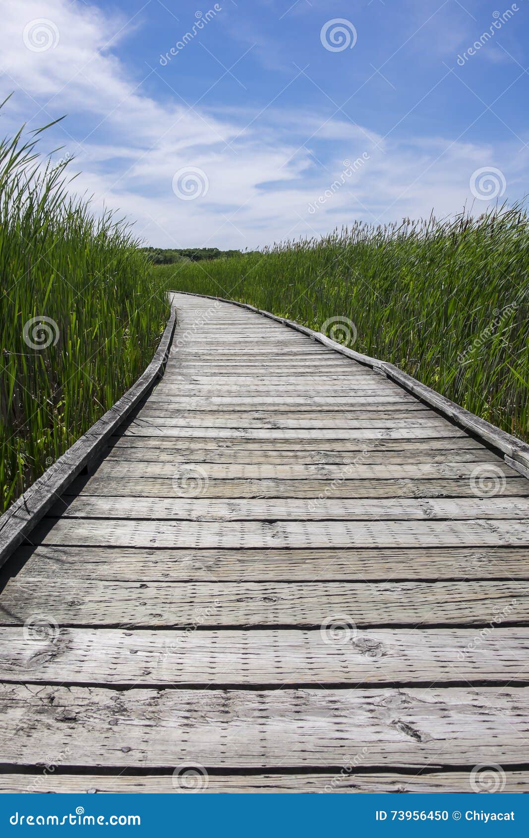 Boardwalk in a Marsh #2 stock photo. Image of park, vertical - 73956450