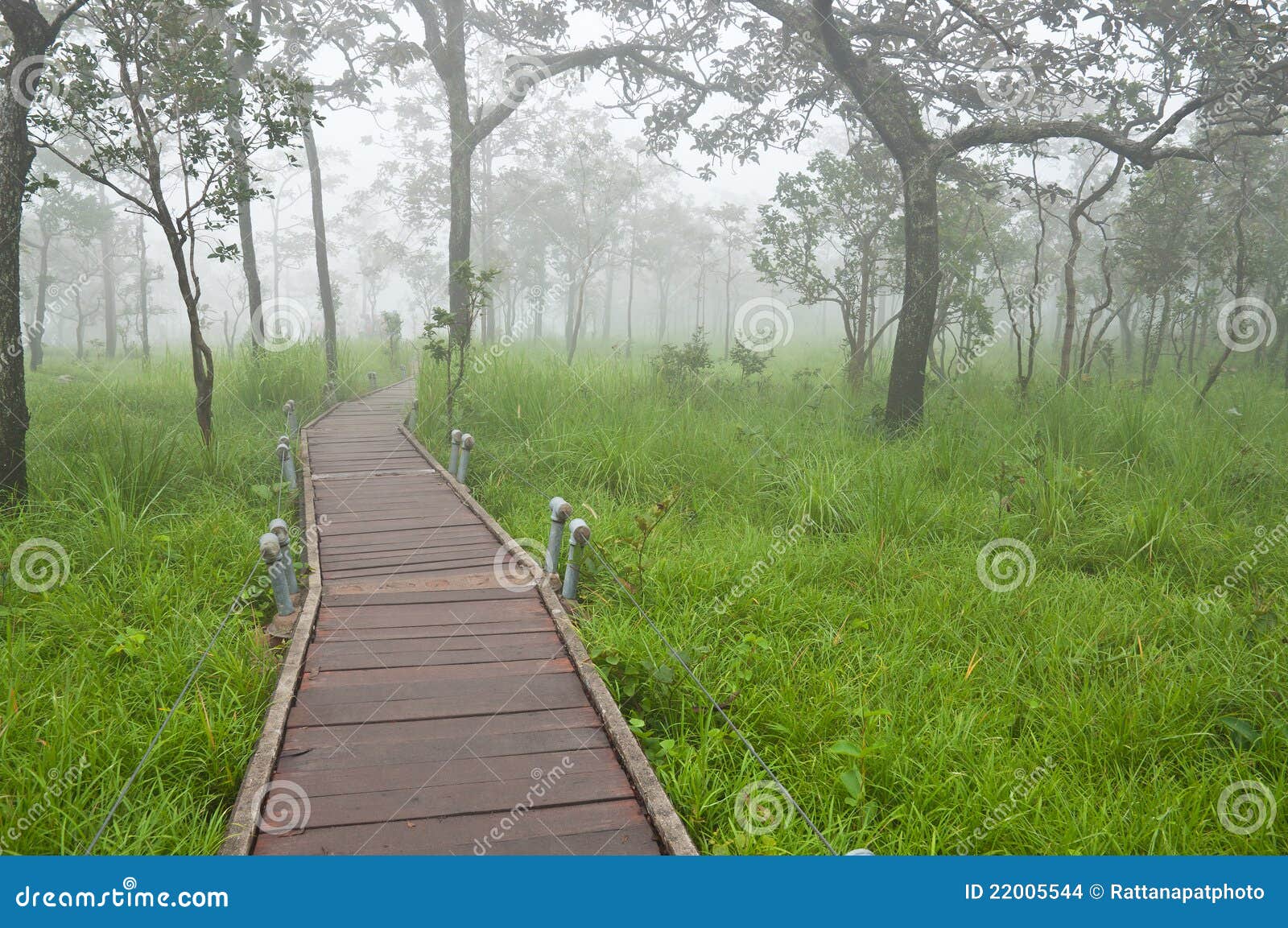 Boardwalk in mistry forest stock photo. Image of pathway - 22005544