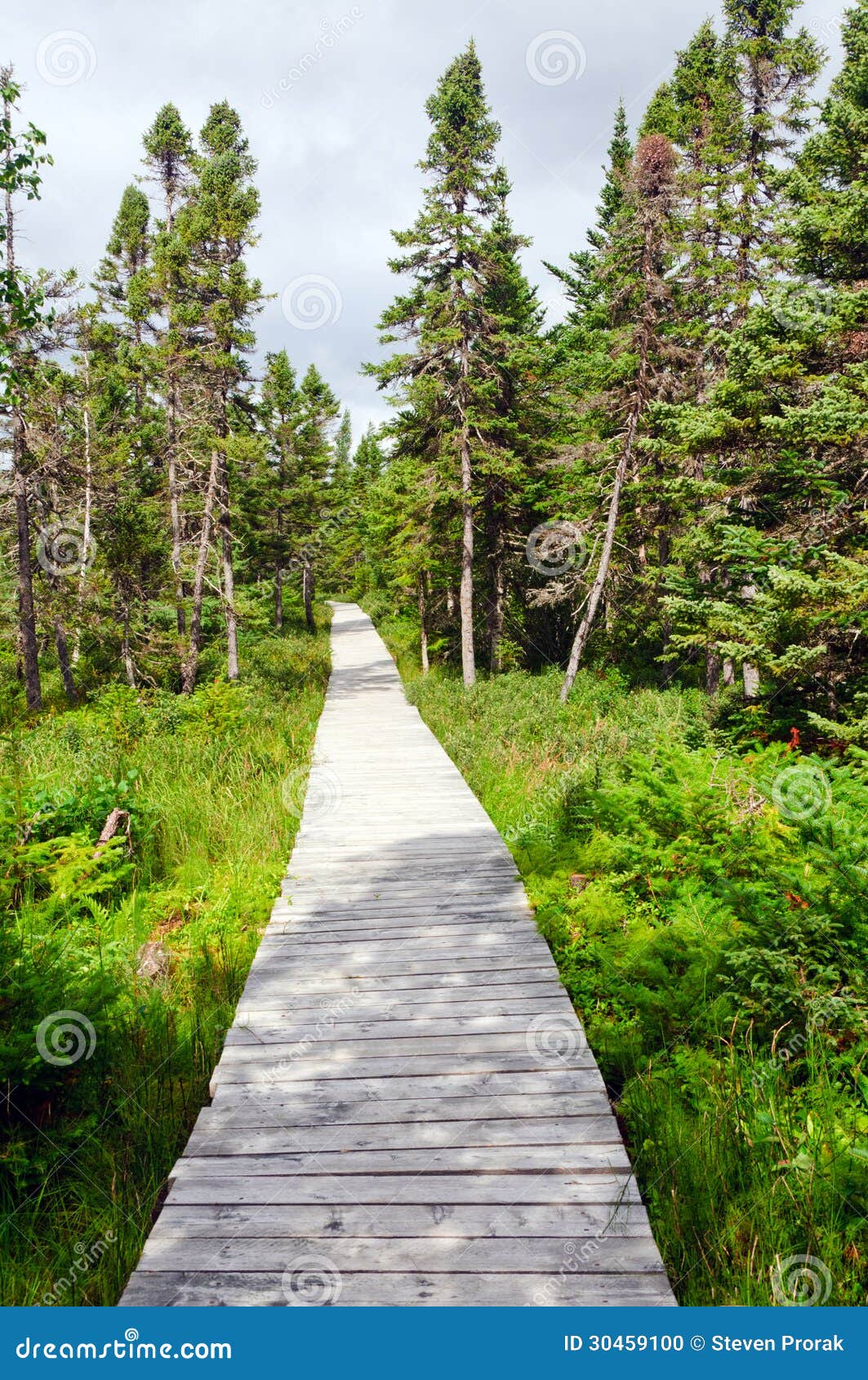 Boardwalk into the North Woods Stock Photo - Image of forest, boreal ...