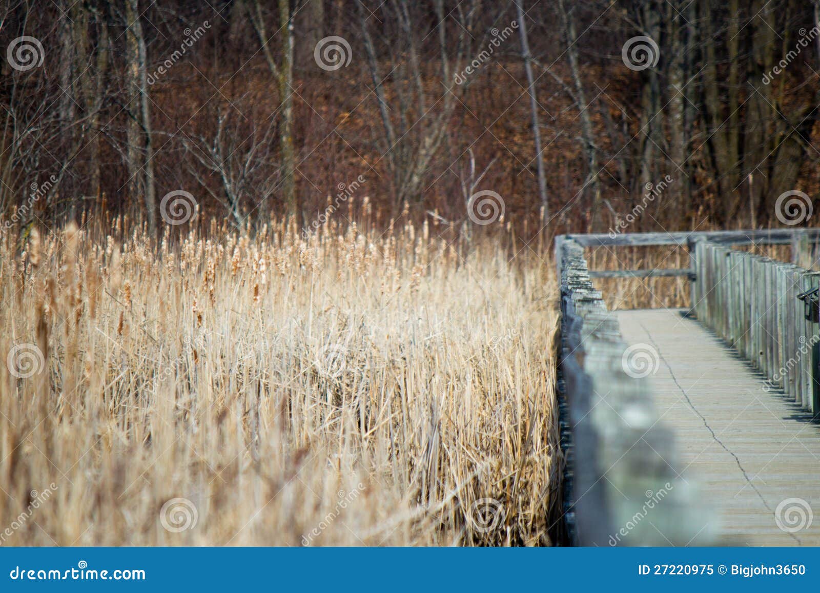 Boardwalk over a marsh stock image. Image of plants, nature - 27220975