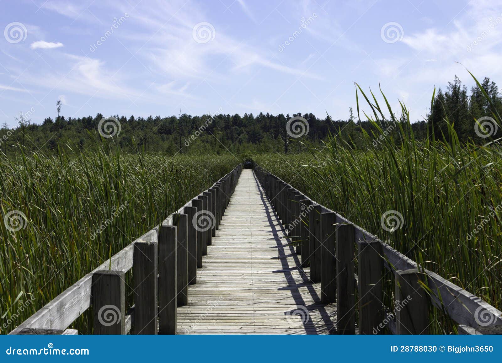 Boardwalk over the marsh stock photo. Image of nature - 28788030