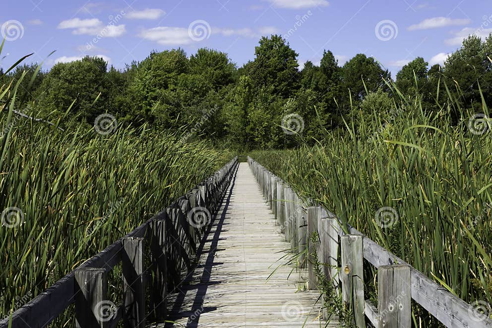 Boardwalk over the marsh stock image. Image of wood, walkway - 28788035