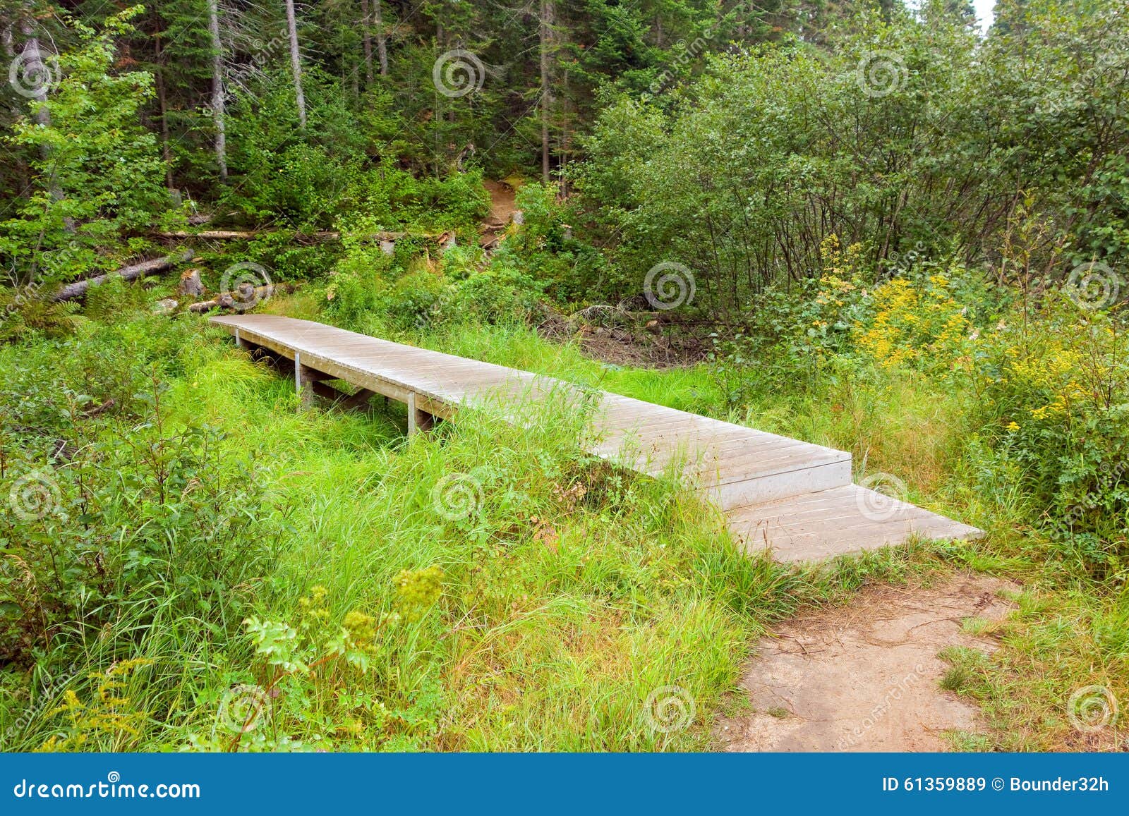 A Boardwalk Over a Stream in a Forest Stock Image - Image of quiet ...