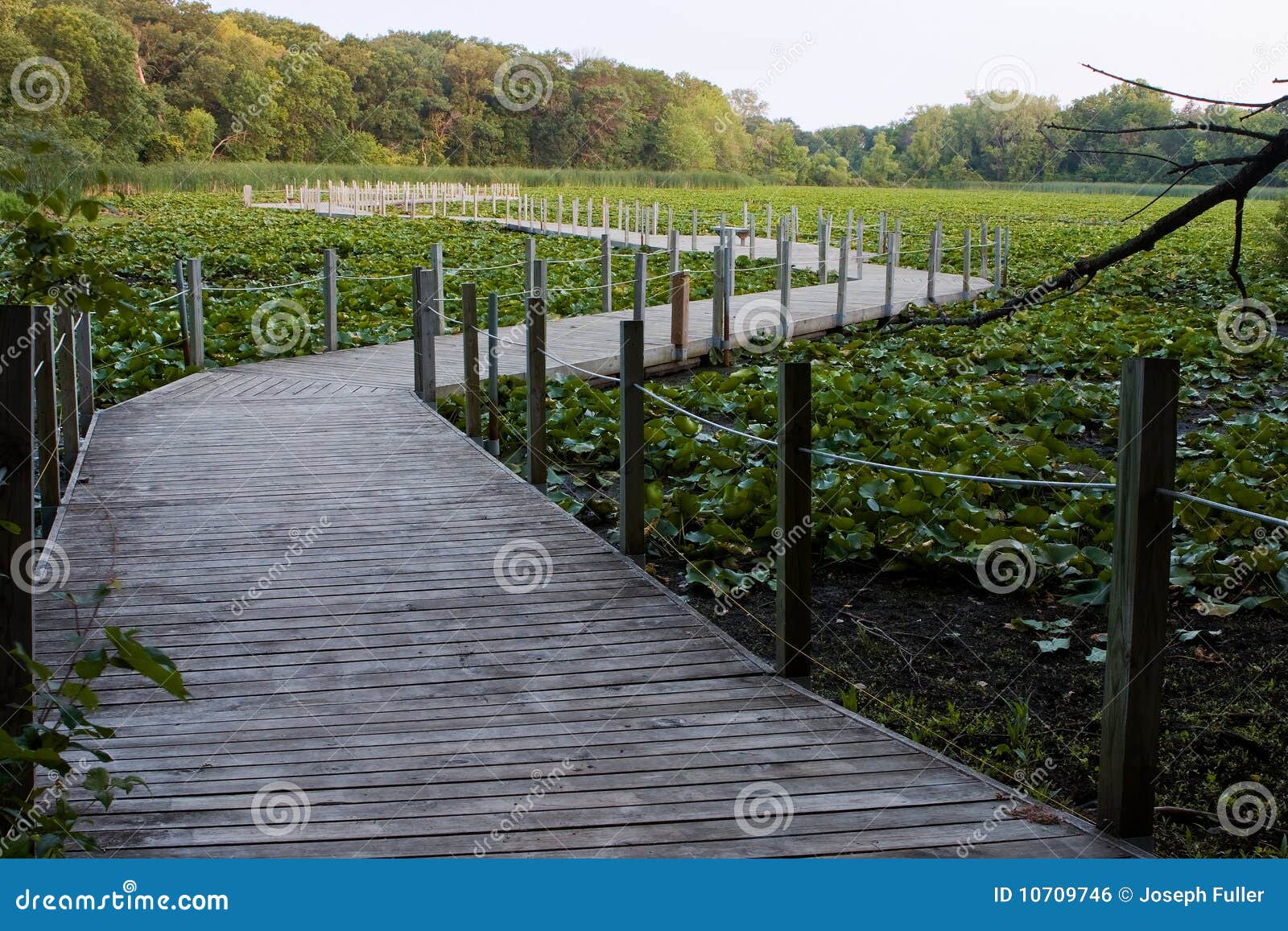 Boardwalk over a Swamp stock photo. Image of plain, trees - 10709746