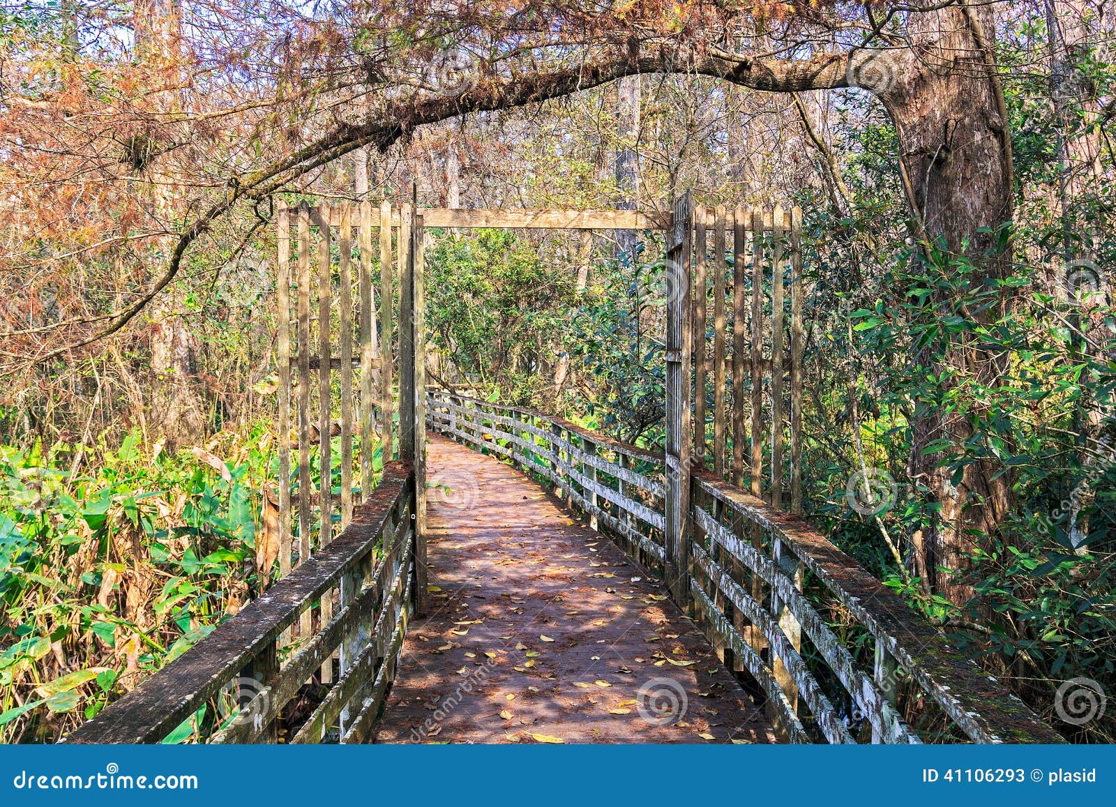 Boardwalk Over the Swamp, Florida Stock Image - Image of protected ...