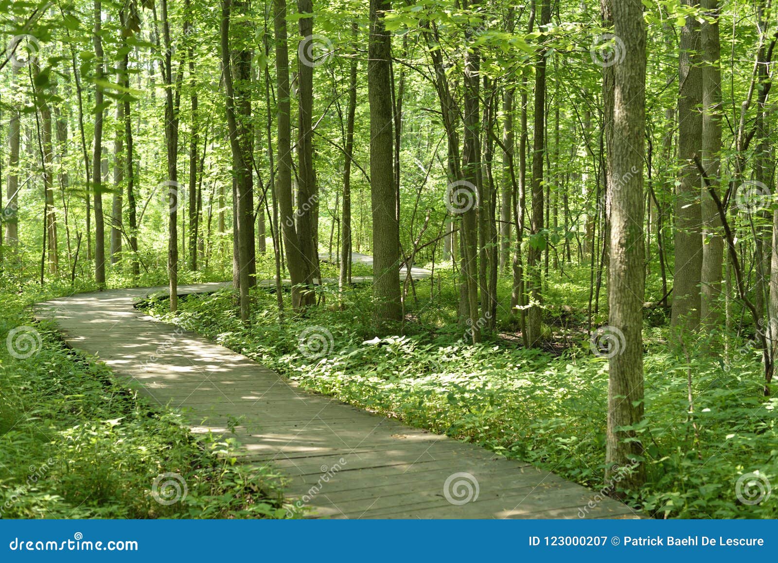 Boardwalk on a Path in the Forest Stock Image - Image of green, trail ...
