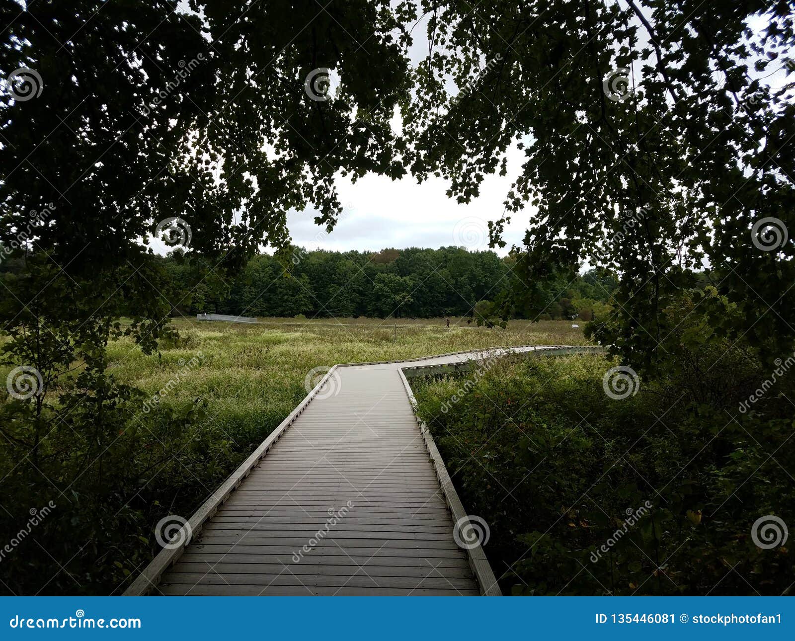 Boardwalk or Path or Trail with Trees and Green Plants in Wetland Stock ...