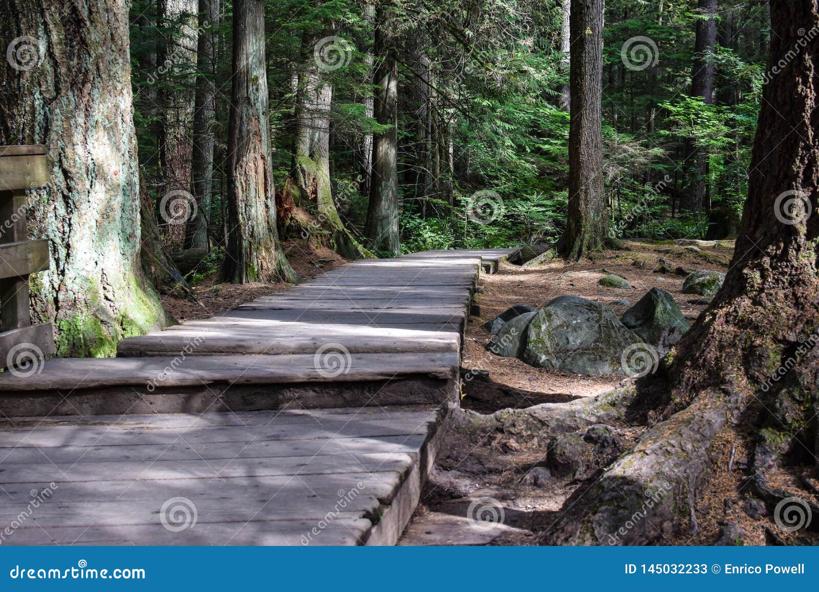 Boardwalk Pathway between Moss Covered Trees Stock Image - Image of ...