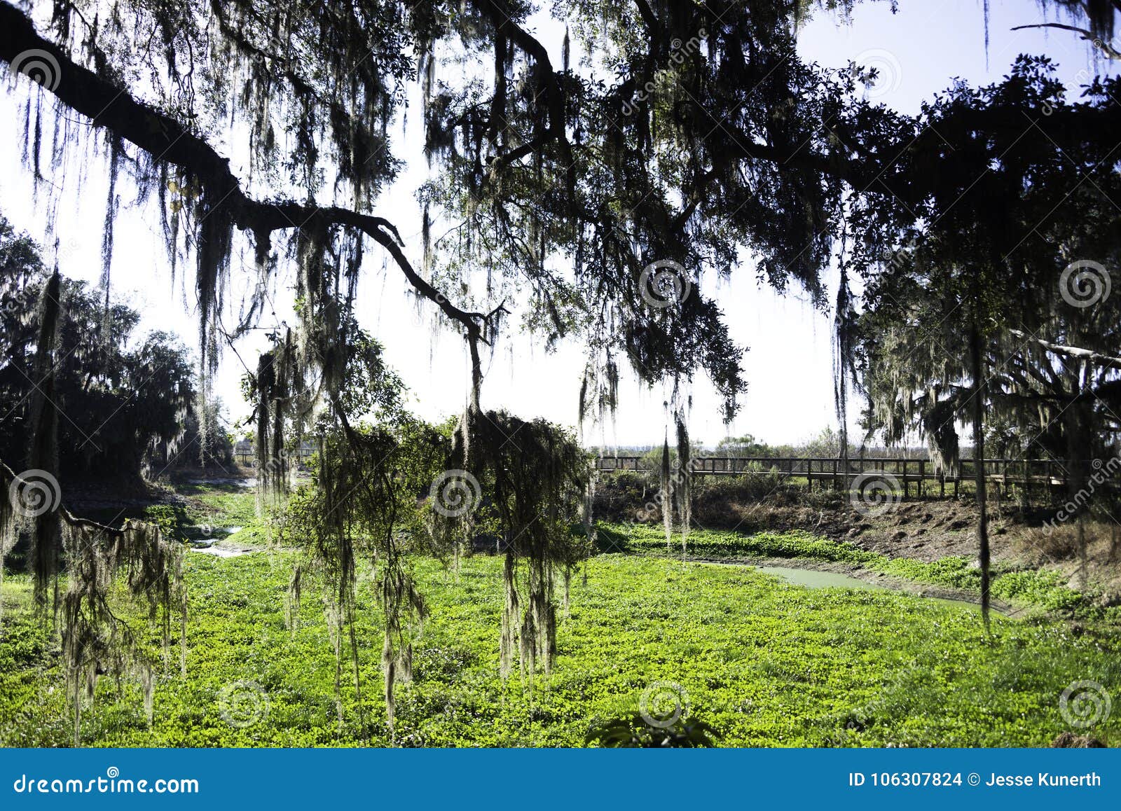 Boardwalk at Paynes Prairie State Park Stock Photo - Image of state ...