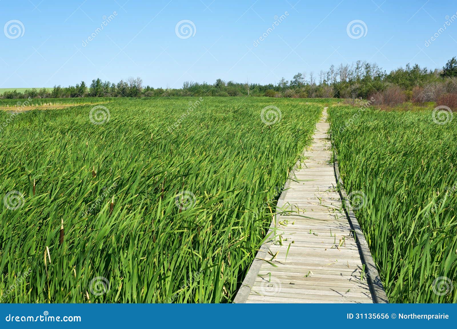 Boardwalk through Summer Marsh Stock Photo - Image of trail, canada ...