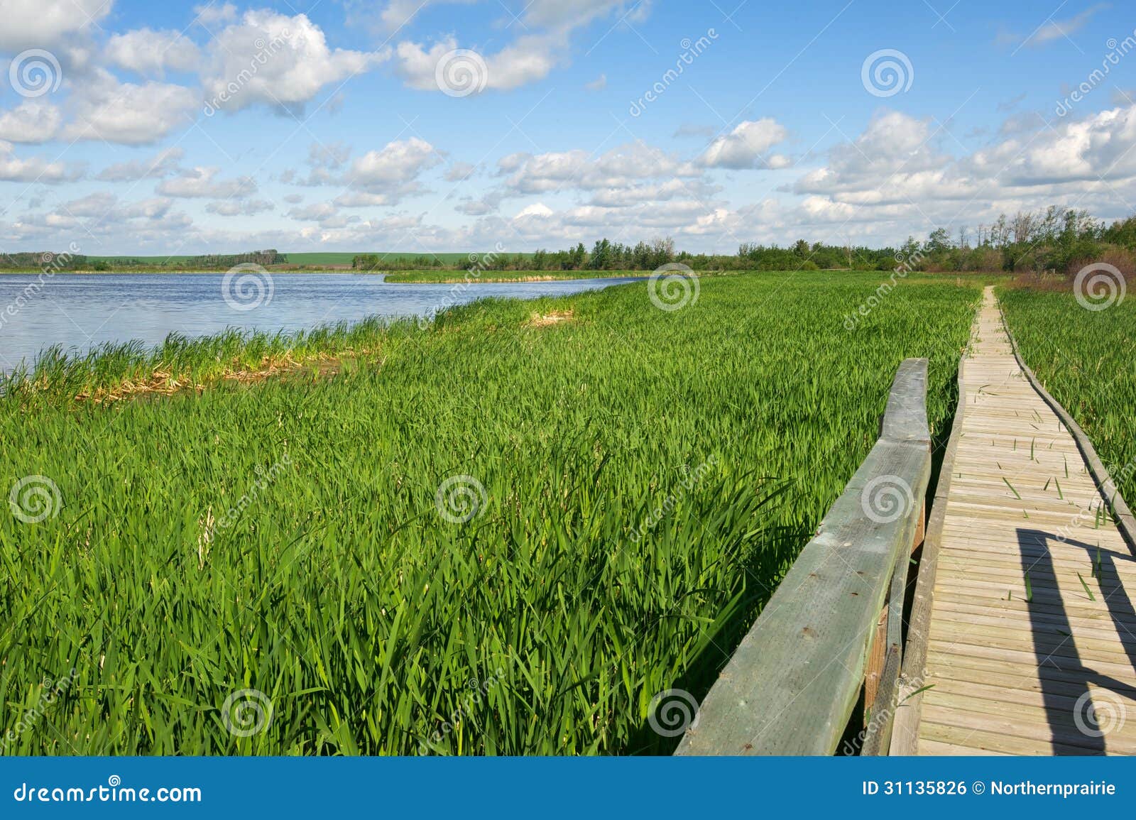 Boardwalk through Summer Marsh Stock Photo - Image of boardwalk, path ...