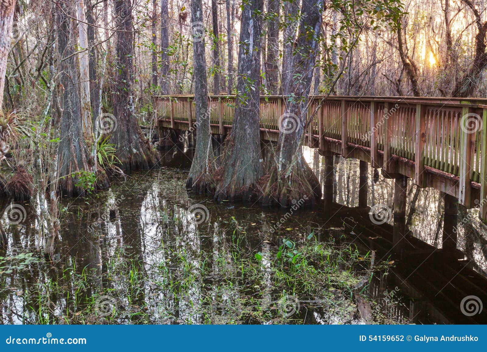 Boardwalk in swamp stock photo. Image of beautiful, summer - 54159652
