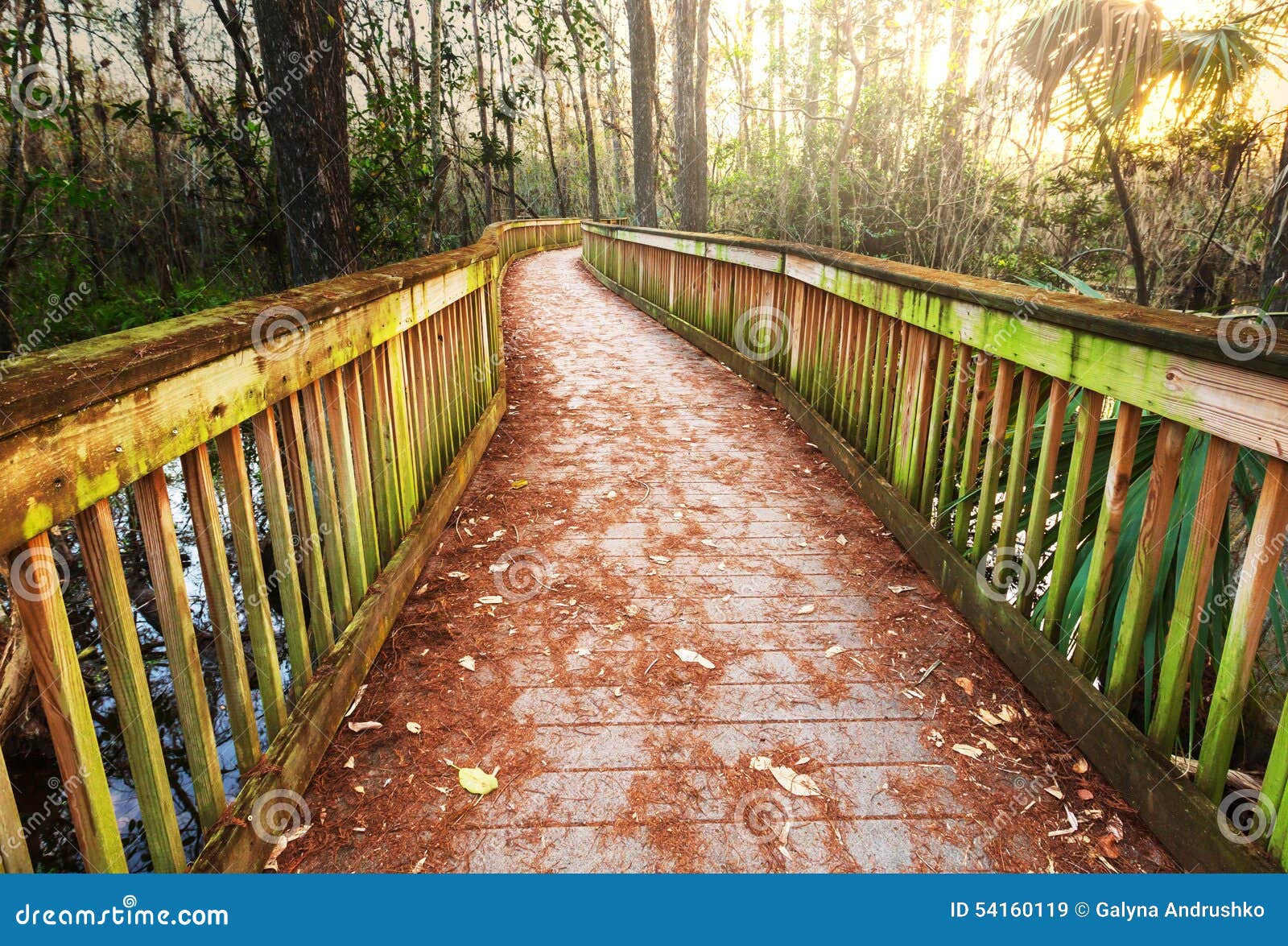 Boardwalk in swamp stock image. Image of swamp, holiday - 54160119