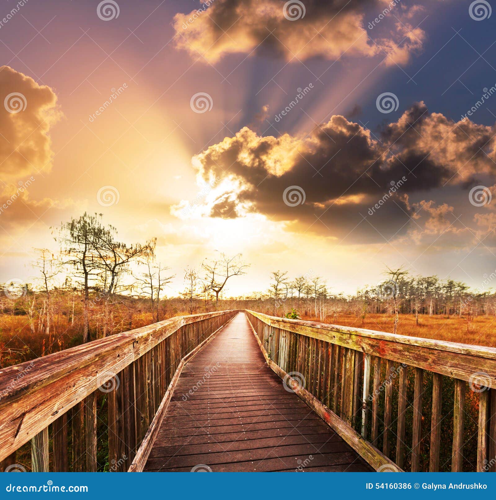 Boardwalk in swamp stock photo. Image of landscape, boardwalk - 54160386